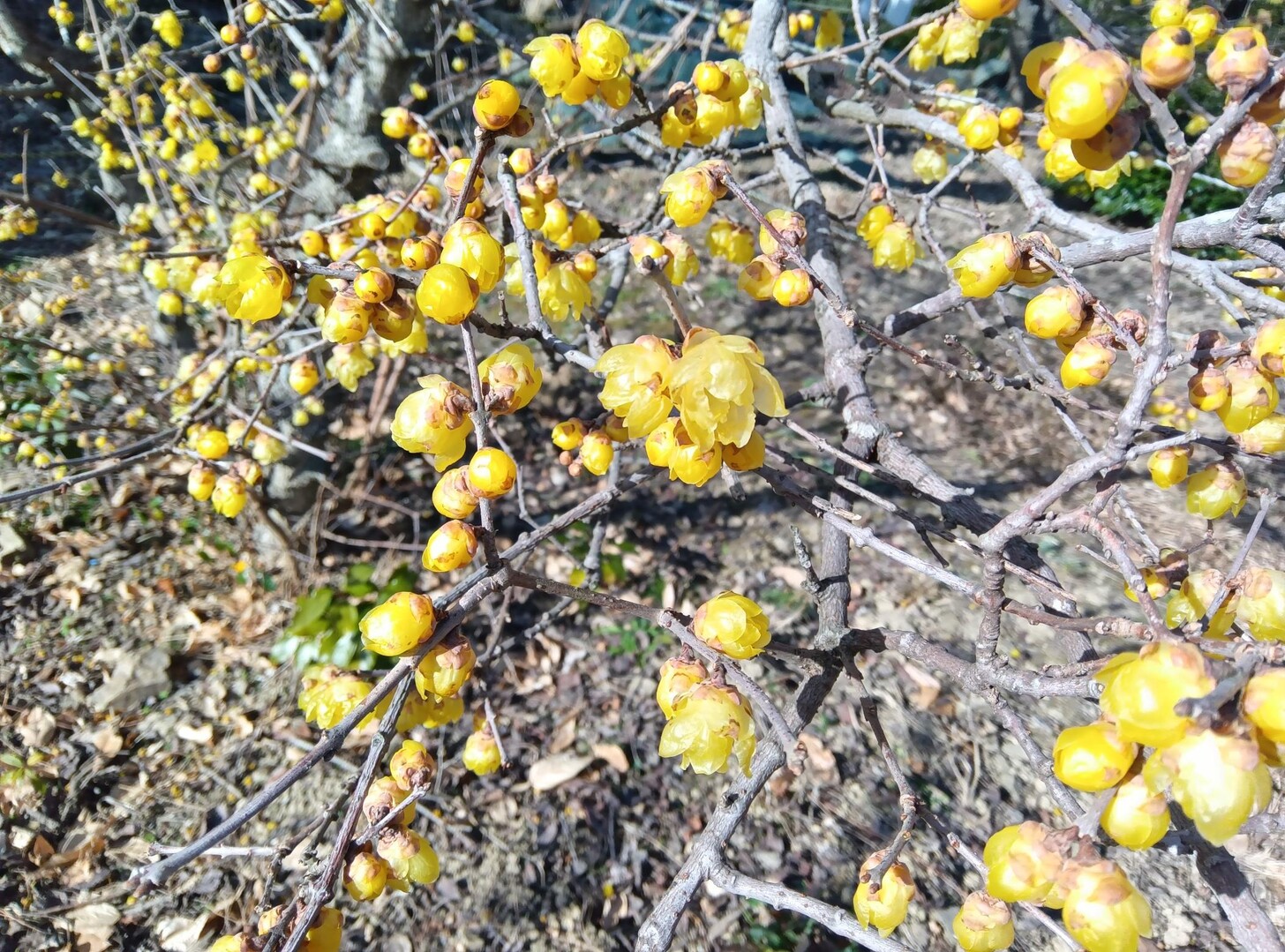 松山 / Tsuruさんの平尾台・貫山・水晶山の活動データ | YAMAP / ヤマップ