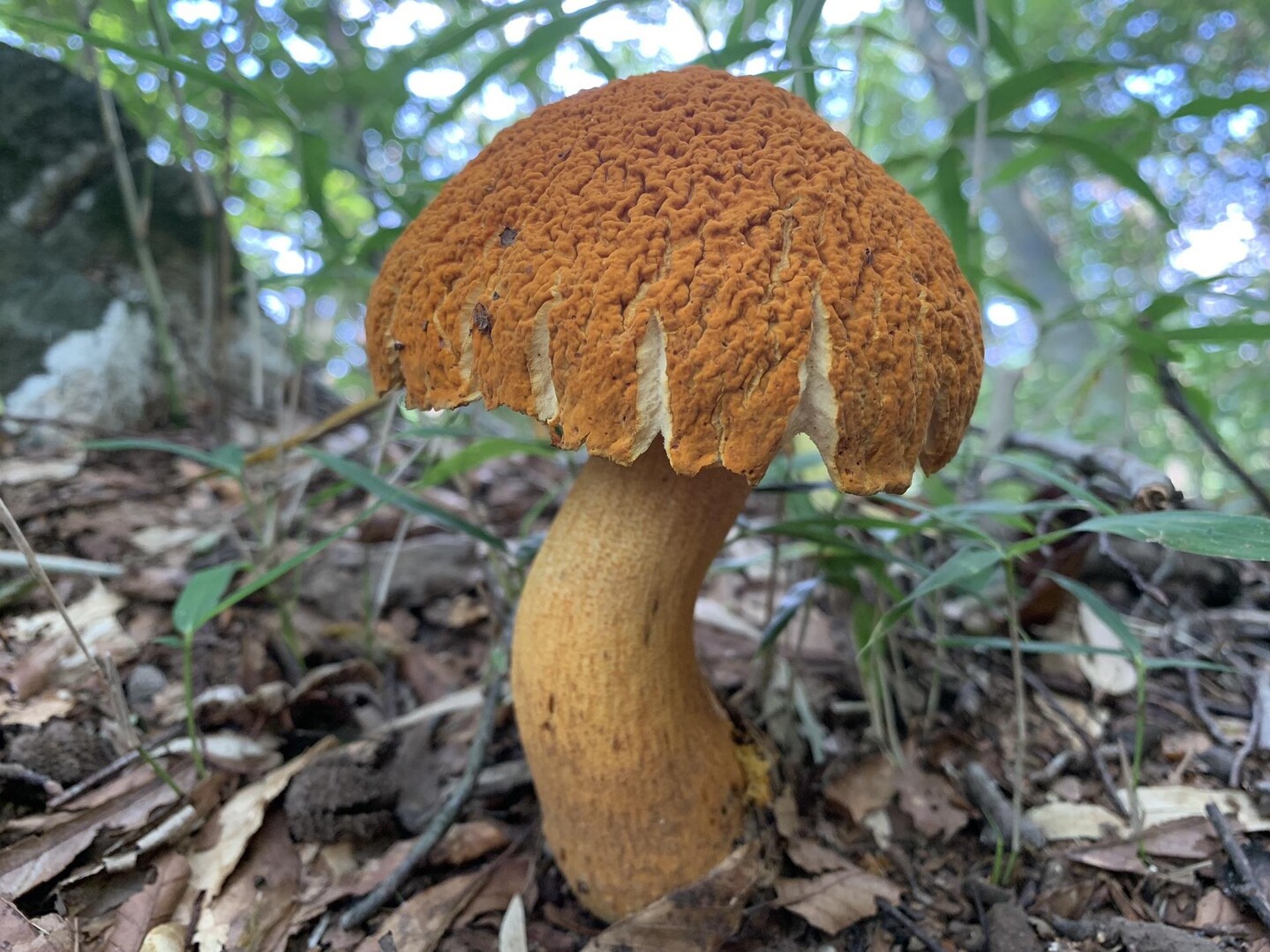 坊主山 / mariさんの筑波山の活動データ | YAMAP / ヤマップ