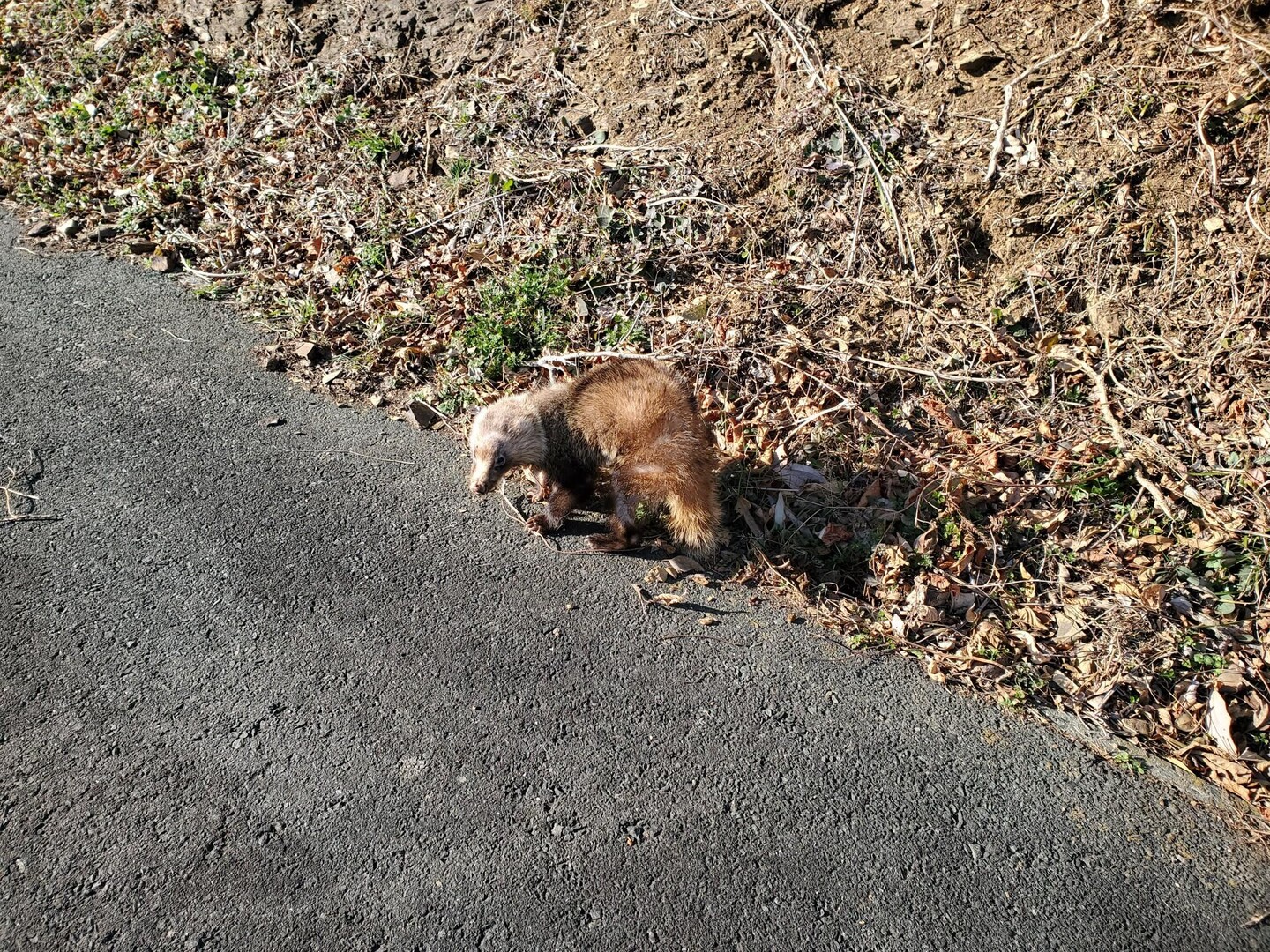 日課のトレジョグ 権現山 / hirobonさんの権現山の活動データ | YAMAP / ヤマップ