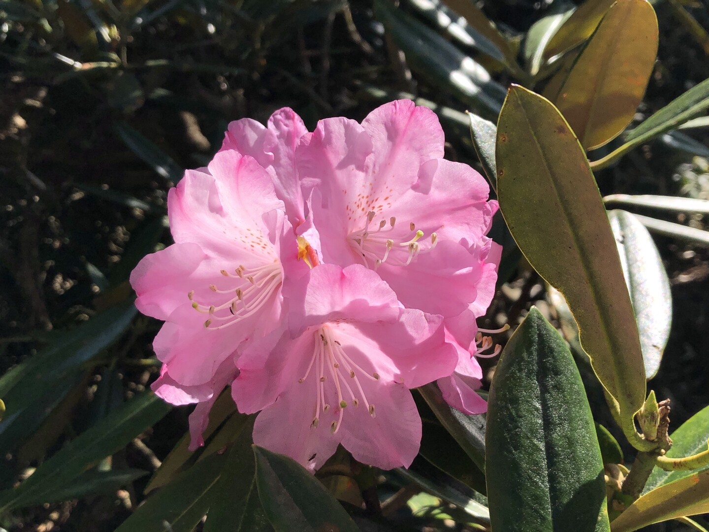 丹波天平・雲取山・三ッ山・飛龍山・前飛竜・熊倉山(道の駅丹波山〜周回) / Co-CHeさんの雲取山・鷹ノ巣山・七ツ石山の活動日記 | YAMAP / ヤマップ