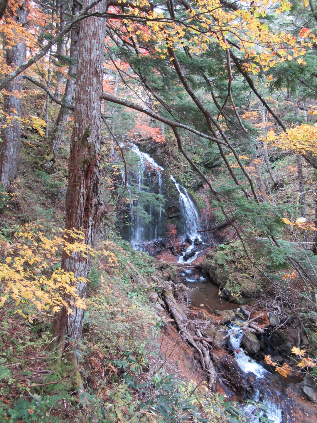 安比高原・ブナの二次林と黒滝（動画あり） / ブナの妖精 ブナッシーさんの岩手山・八幡平・安比高原 50km トレイルの活動データ | YAMAP / ヤマップ