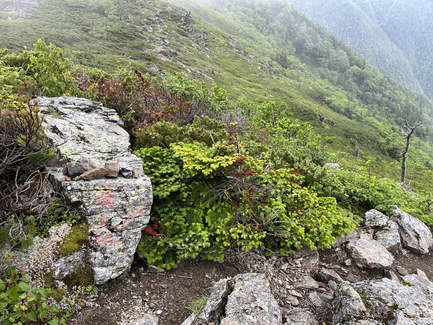 tomokoさんの投稿したフィールドメモ | YAMAP / ヤマップ