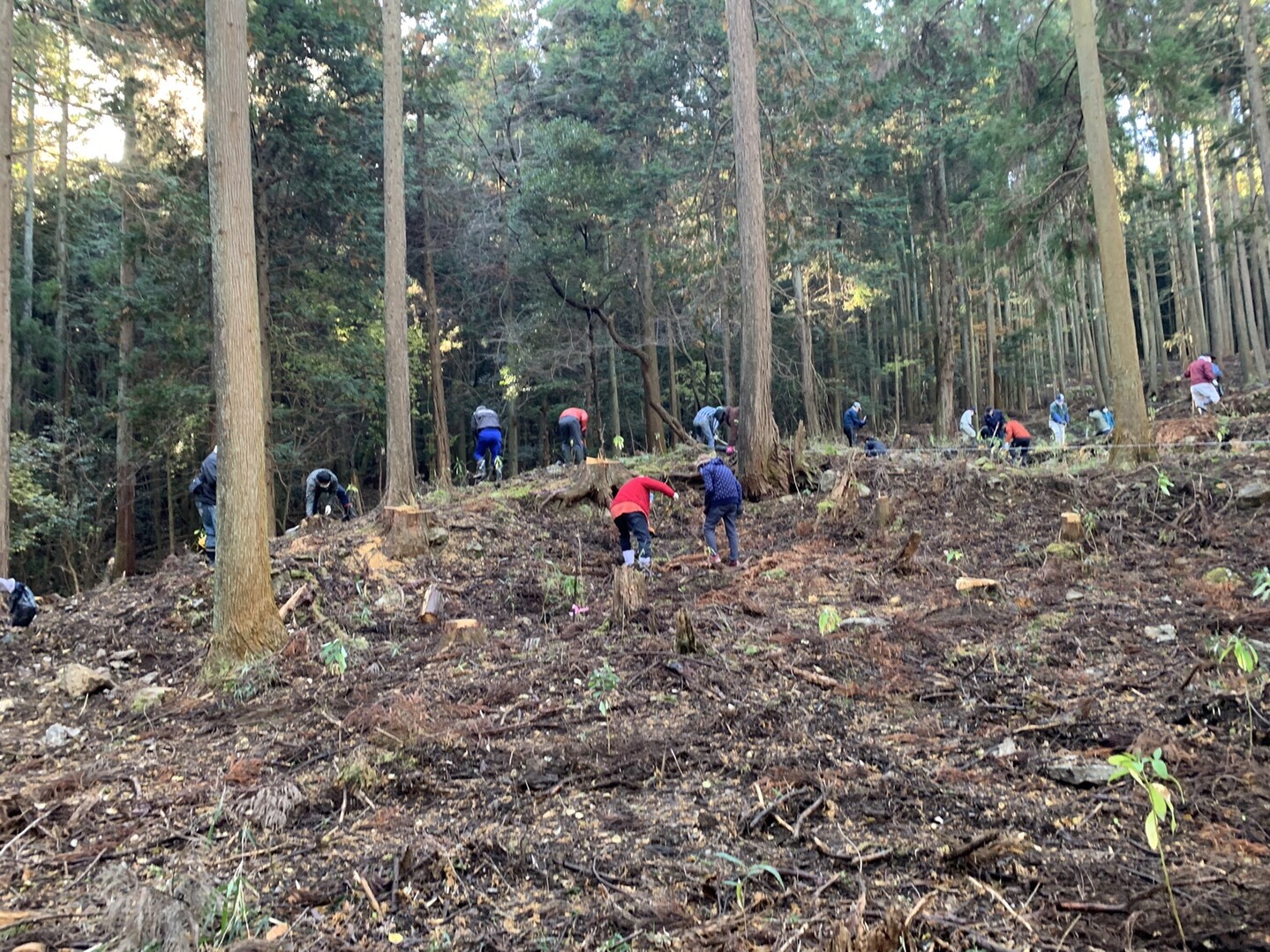今日はソウルマウンテンの霊山でミツマタ... / aero-yasさんのモーメント | YAMAP / ヤマップ