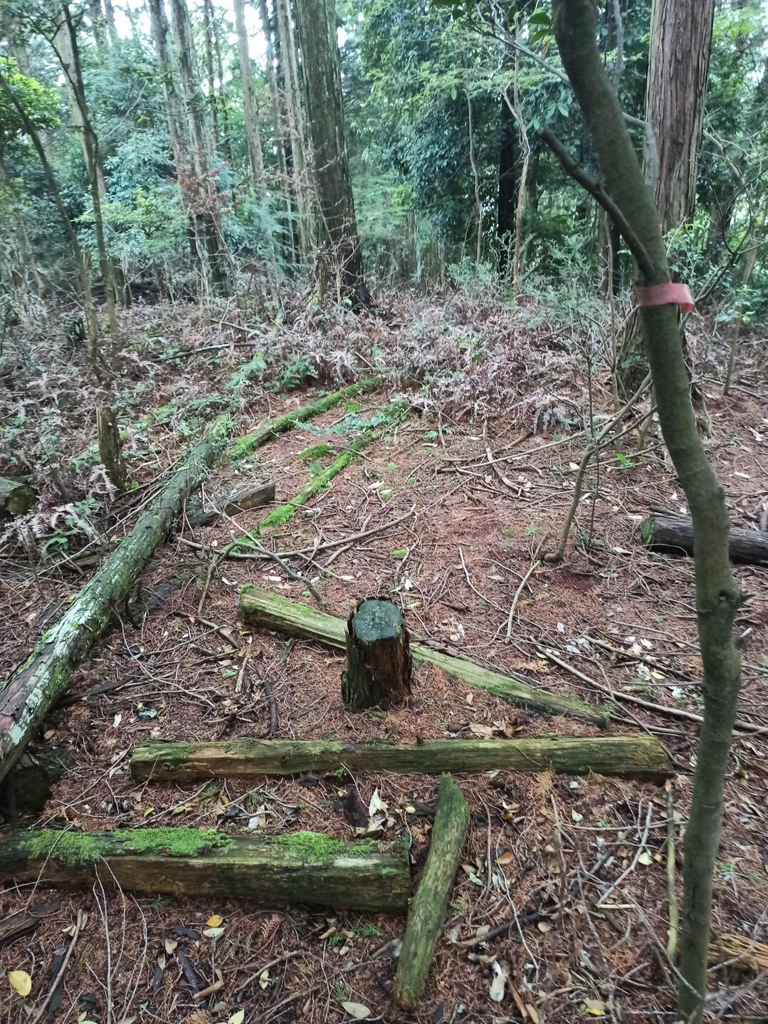 多国山 / kost_japさんの愛宕山・三頭山・朝日峯の活動データ | YAMAP / ヤマップ