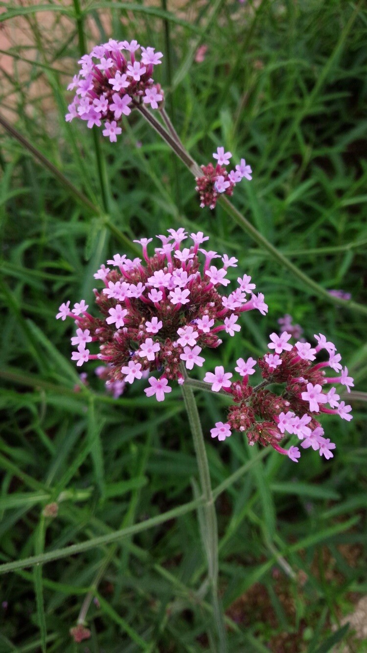 michiのページ | YAMAP / ヤマップ