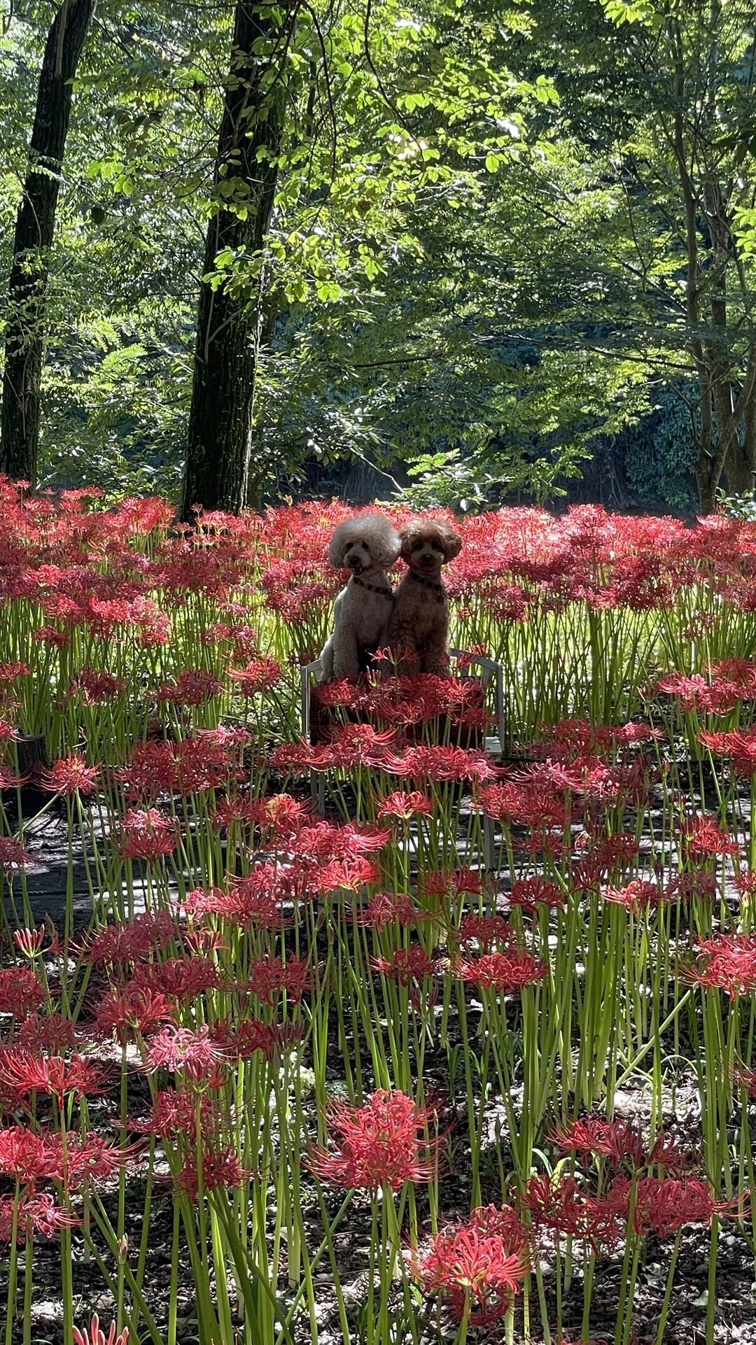 巾着田の曼珠沙華から高麗神社 お散歩-2023-09-24 / spinspotさんのウォーキングの活動データ | YAMAP / ヤマップ