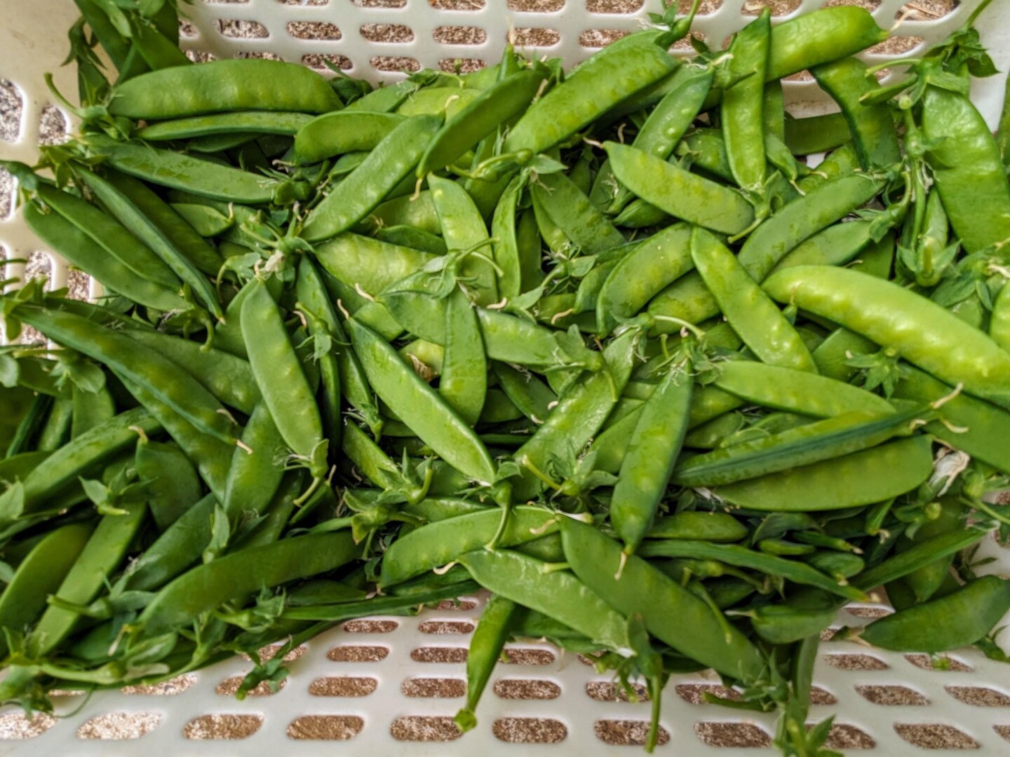 2024.4.21 畑仕事 二回目の絹さ... / Kei さんのモーメント | YAMAP / ヤマップ