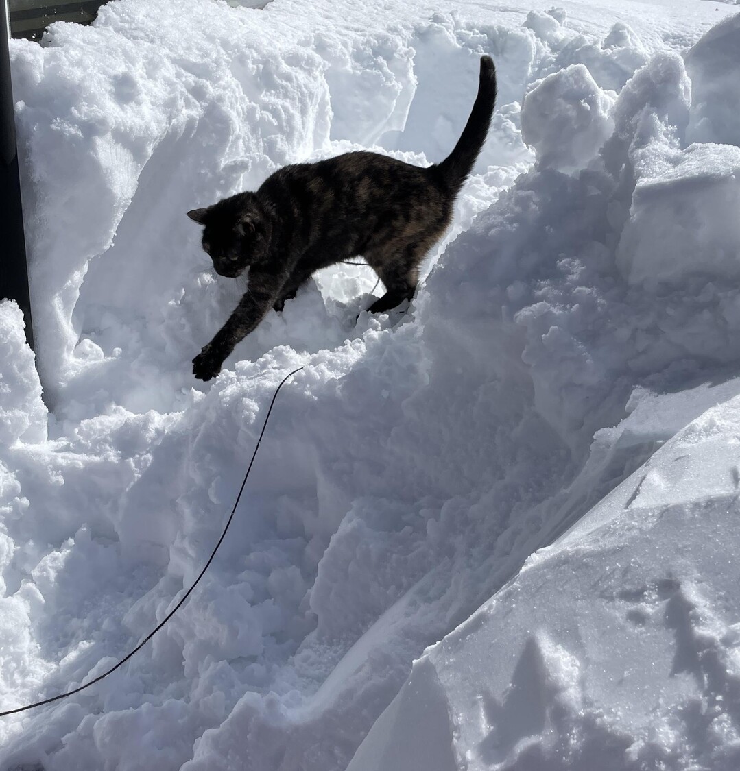 持って行き場にも困る雪の量 どうせならと... / Kuさんのモーメント | YAMAP / ヤマップ