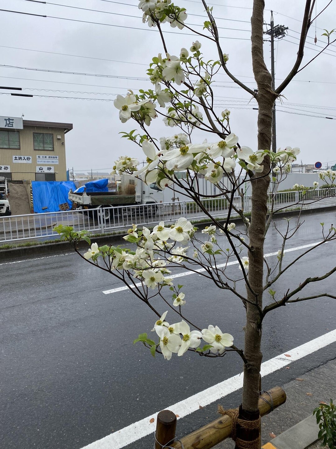 雨降りに憂鬱になるのは自分一人ではないよ... / dante99さんのモーメント | YAMAP / ヤマップ