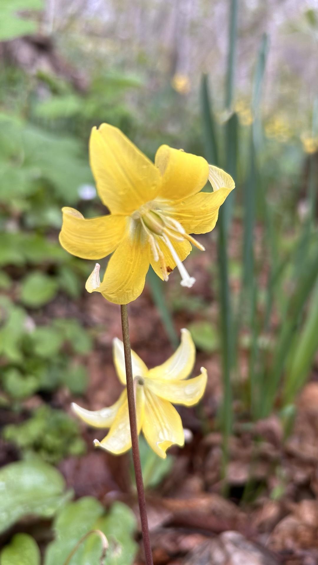 今日は白老のブーランジェリーニシオでオー... / みほっち♡さんのモーメント | YAMAP / ヤマップ