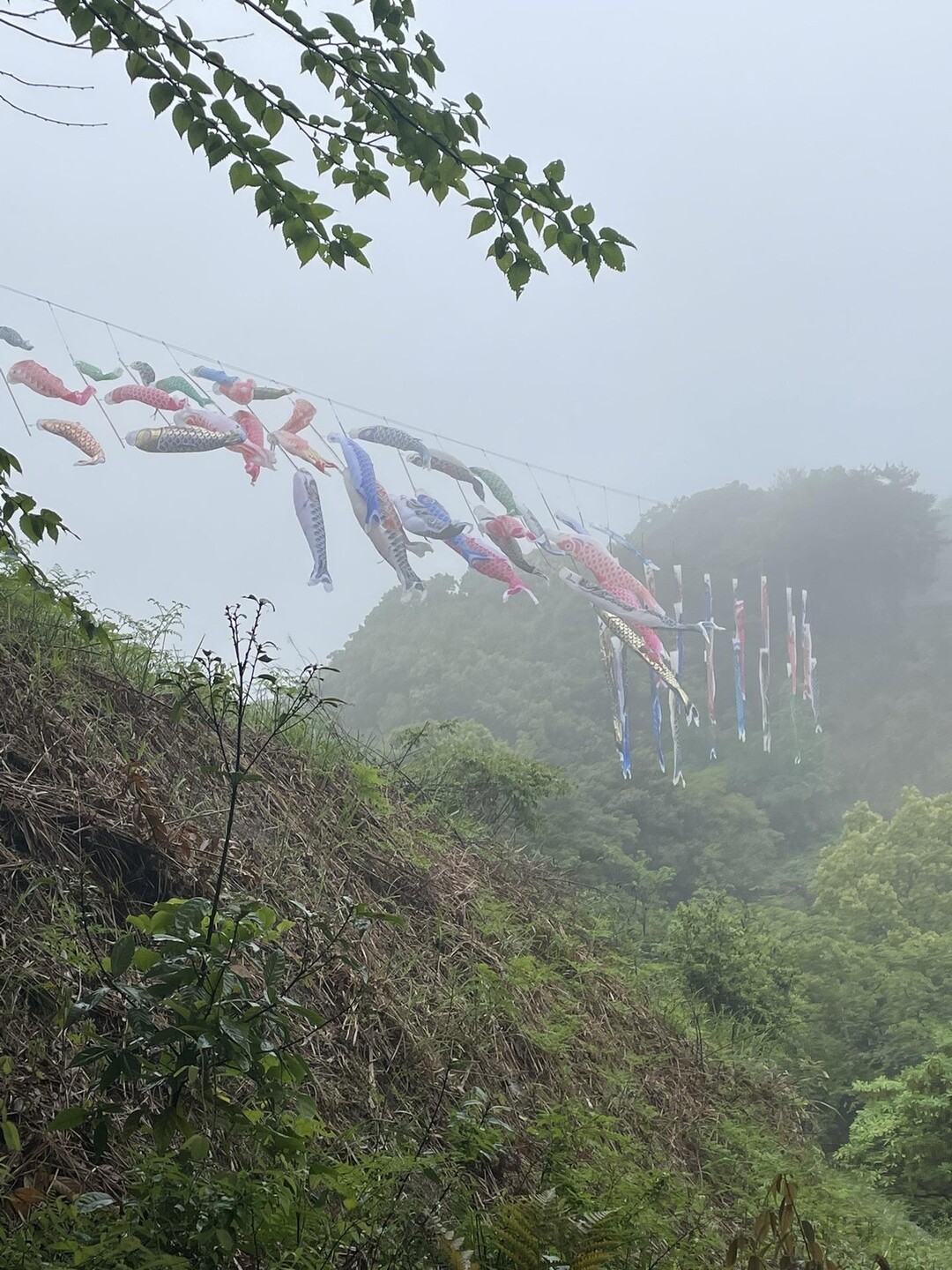 丸山 / JBT5さんの大道山の活動データ | YAMAP / ヤマップ