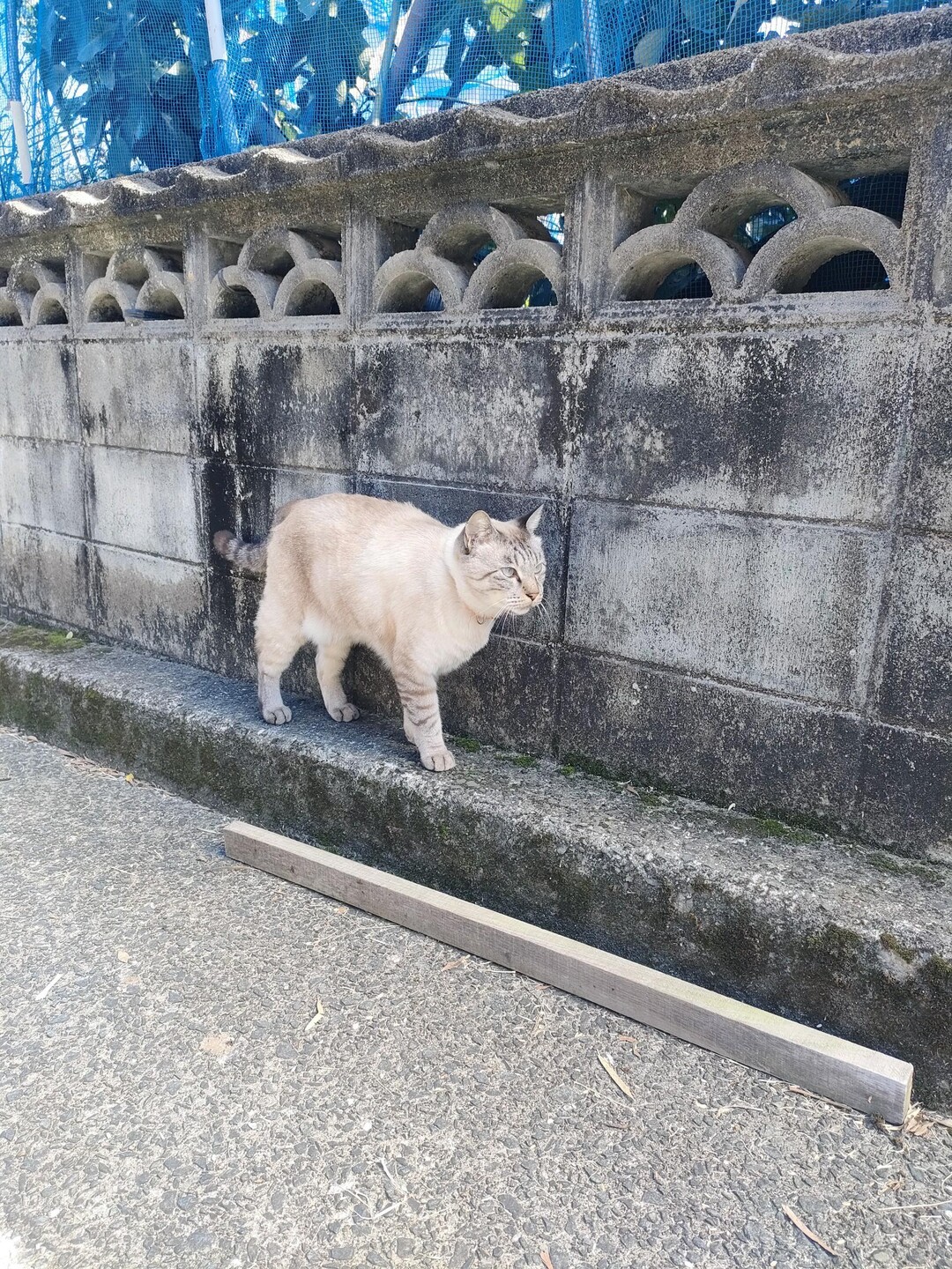 柑子岳も行ってみた / sol..さんの柑子岳・天ヶ岳の活動日記 | YAMAP / ヤマップ