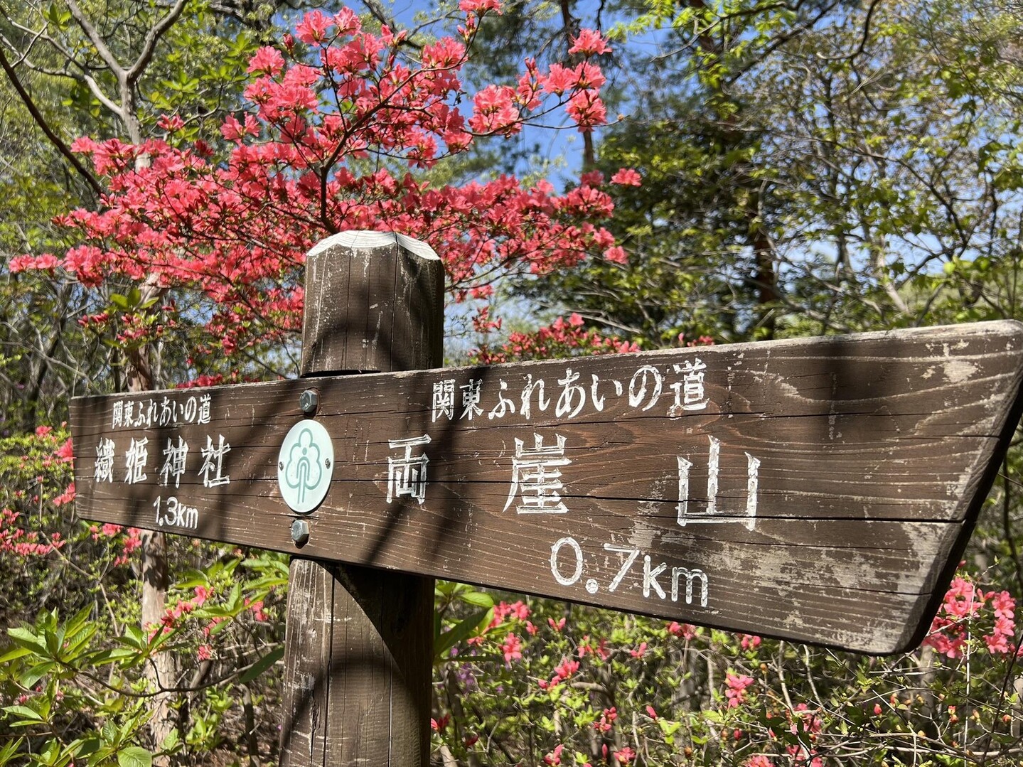 21回目のYAMAP！やっぱりお花がわからない…www / TAKU-LOWさんの両崖山・仙人ヶ岳・石尊山の活動データ | YAMAP / ヤマップ