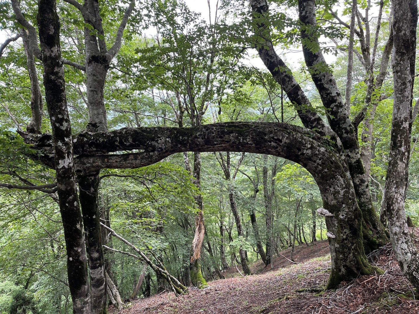 akiraさんの投稿したフィールドメモ | YAMAP / ヤマップ