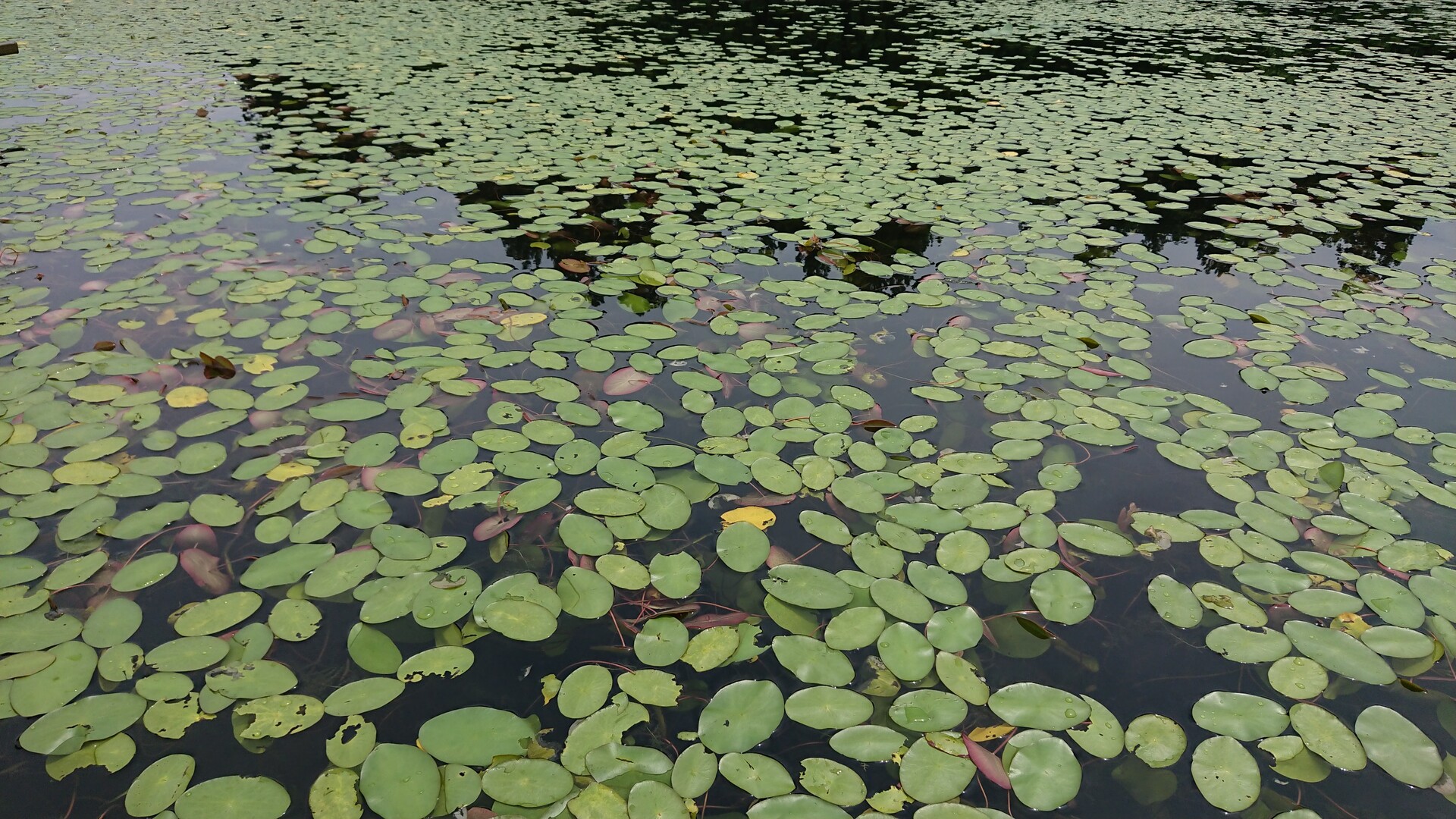 初めての、じゅんさい摘み🌱 暑かったけ... / Shuuさんのモーメント | YAMAP / ヤマップ