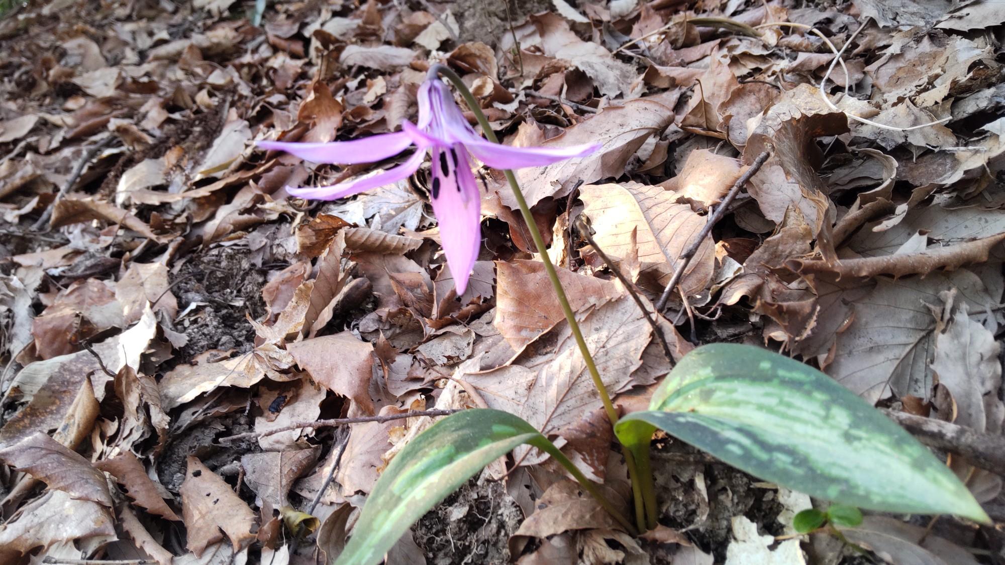 城山 https://tabibto.h... / てんぐのこさんのモーメント | YAMAP / ヤマップ