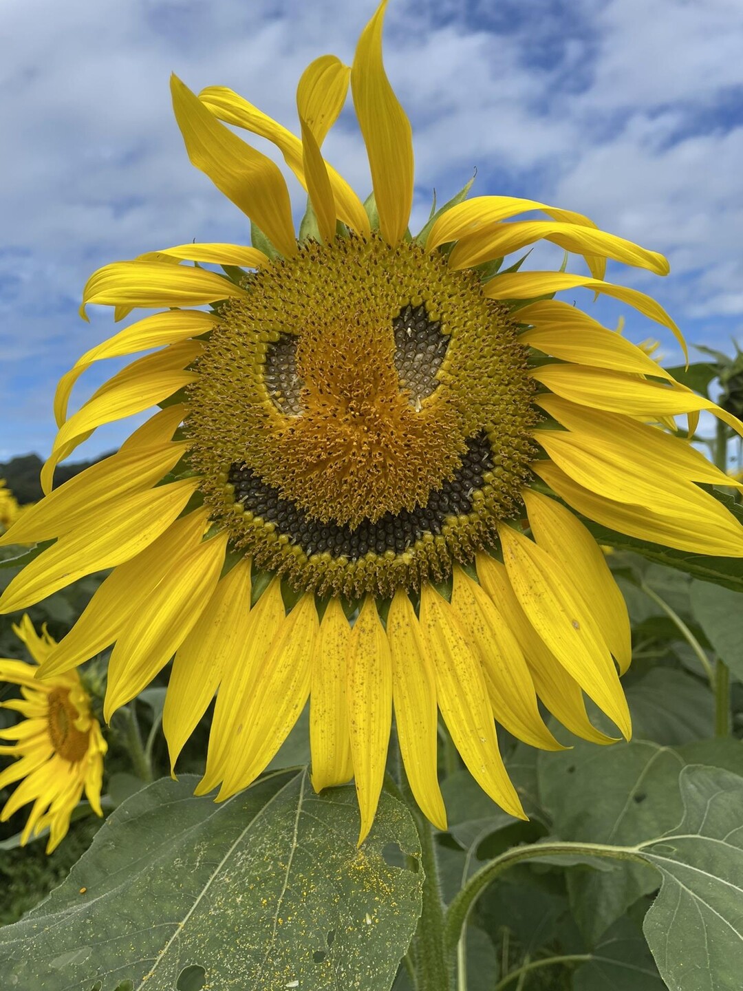 ひまわり畑🌻と鹿田山・御嶽山・弥右衛門山 / goriさんの鹿田山の活動データ | YAMAP / ヤマップ