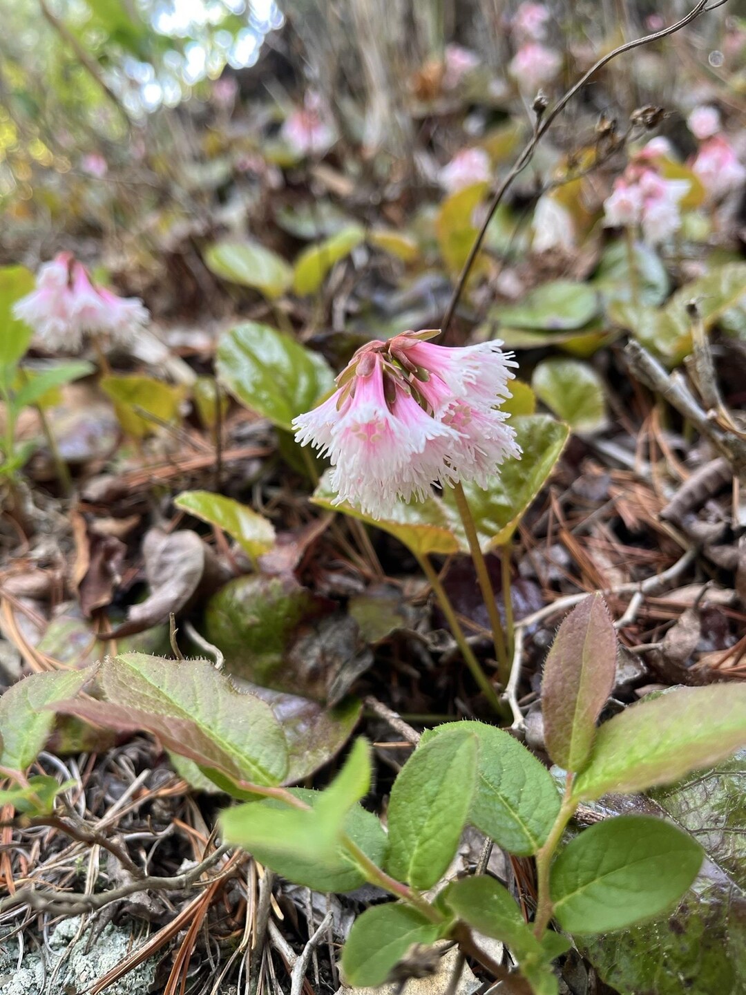 鍬ノ峰 / u-skさんの燕岳・餓鬼岳・唐沢岳の活動データ | YAMAP / ヤマップ