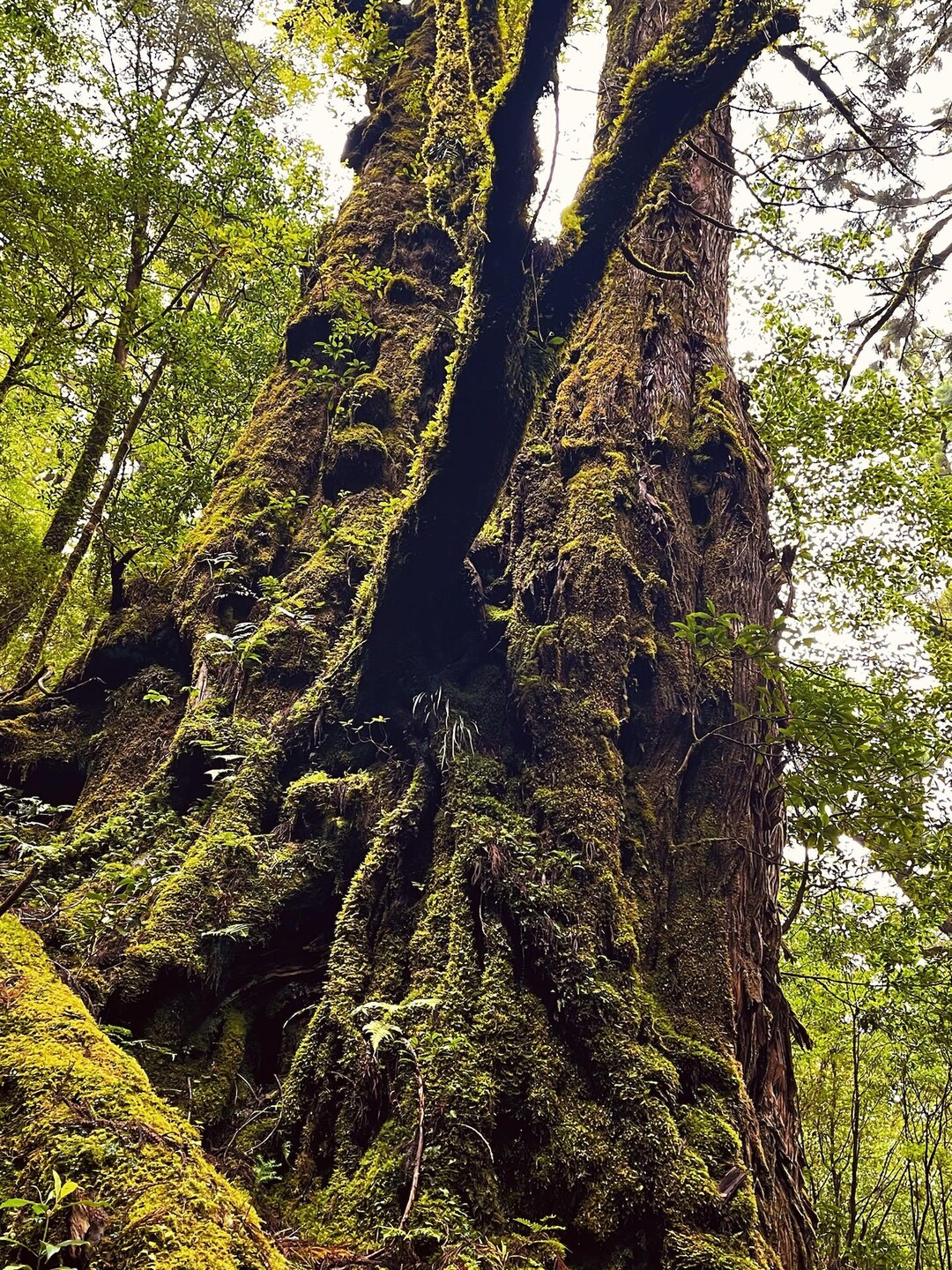 太忠岳 / u.mountさんの屋久島・宮之浦岳の活動データ | YAMAP / ヤマップ