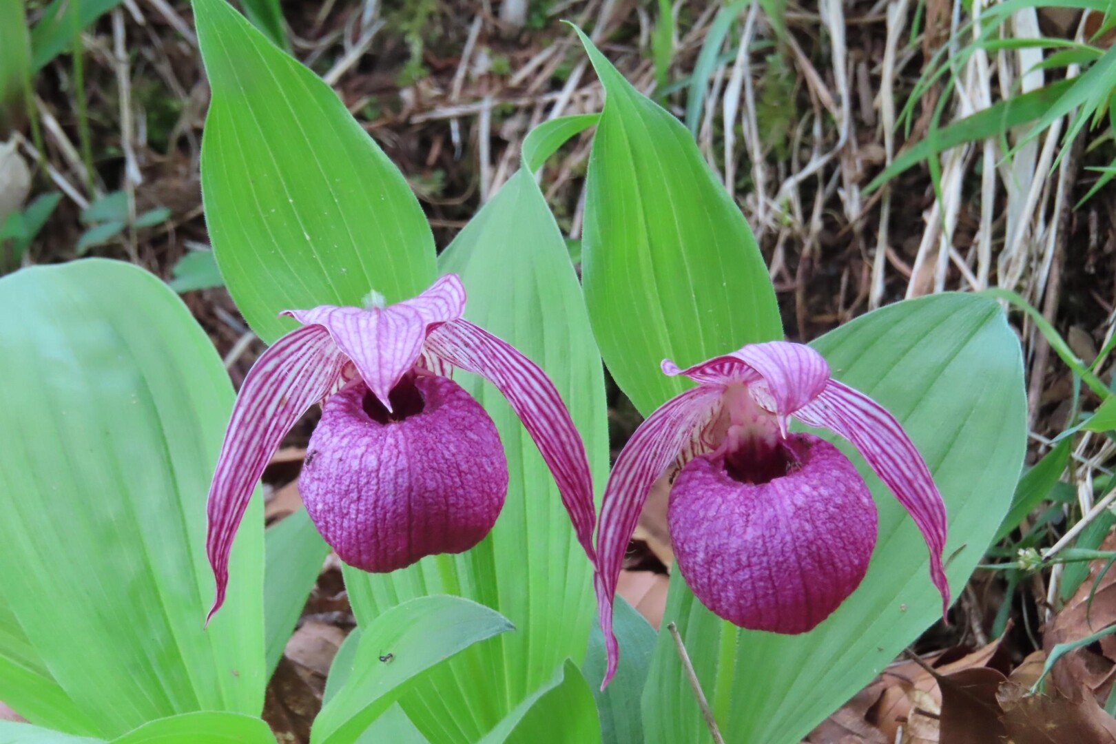 入笠山 テイ沢周回 / odanさんの入笠山の活動データ | YAMAP / ヤマップ