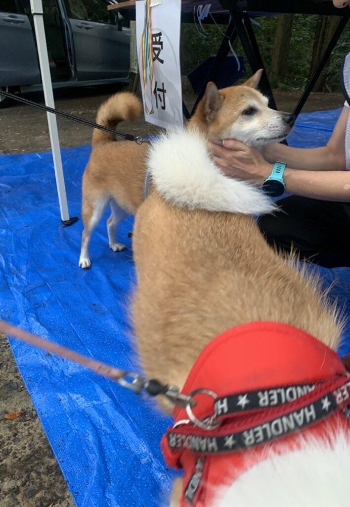 9月30日、10月1日青梅奥多摩で開催さ... / saoriさんのモーメント | YAMAP / ヤマップ