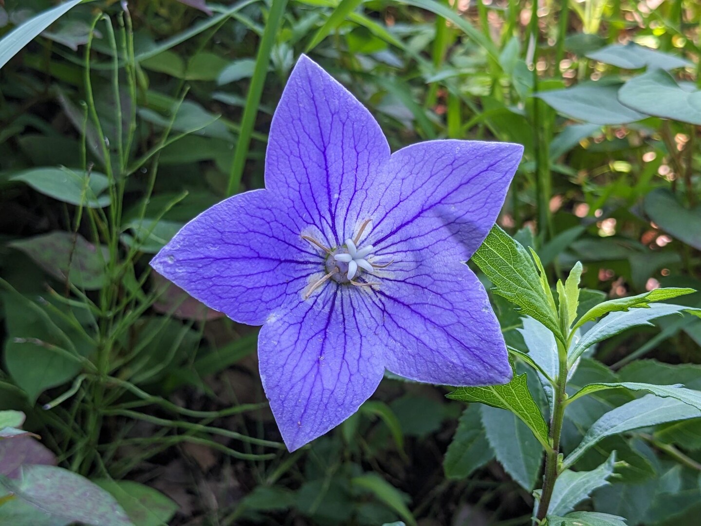 07-02半夏生 うどんの日😋 / ☆futa☆さんの東京都23区 西エリアの活動データ | YAMAP / ヤマップ