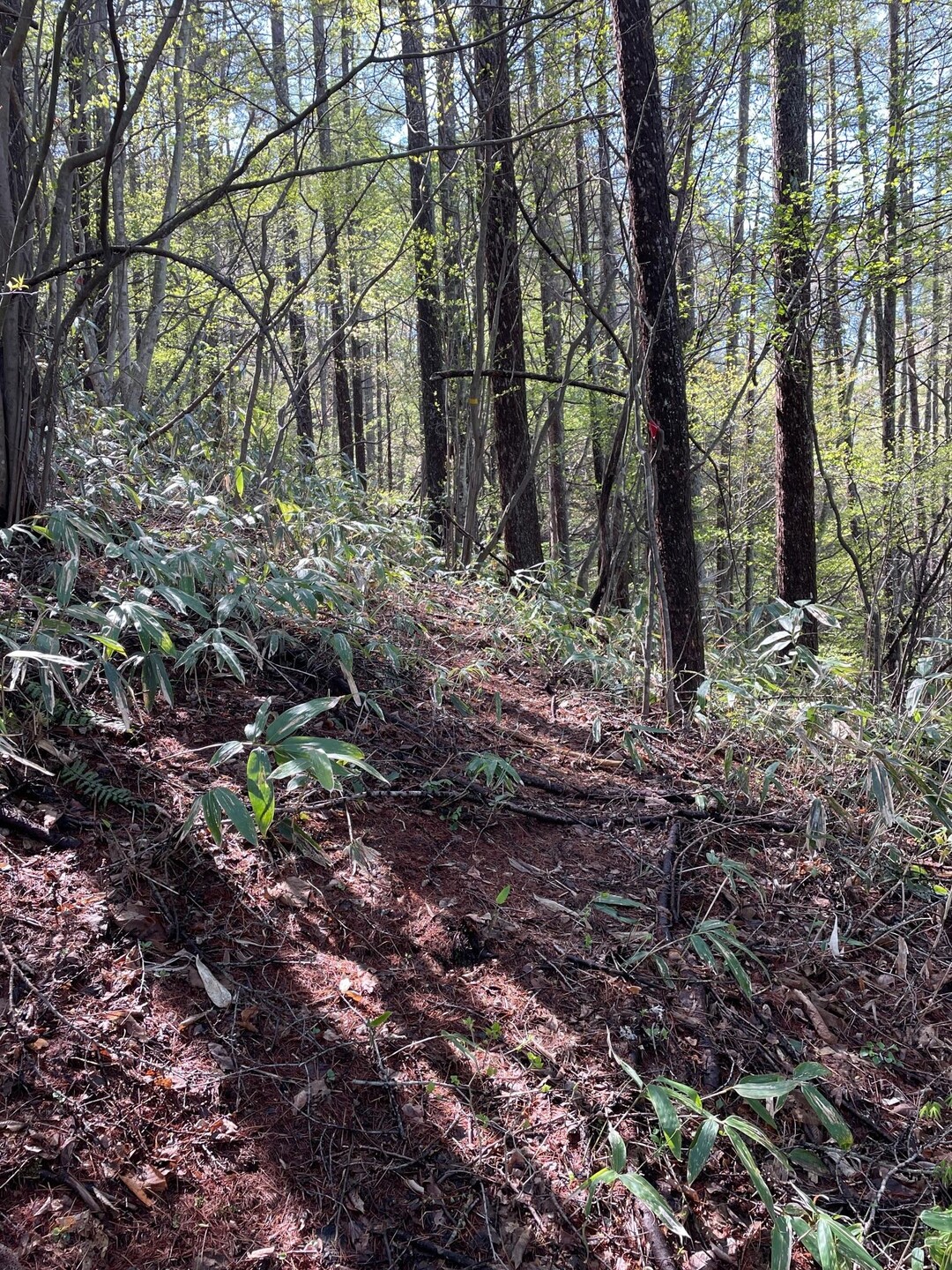 monamonaさんの投稿したフィールドメモ | YAMAP / ヤマップ