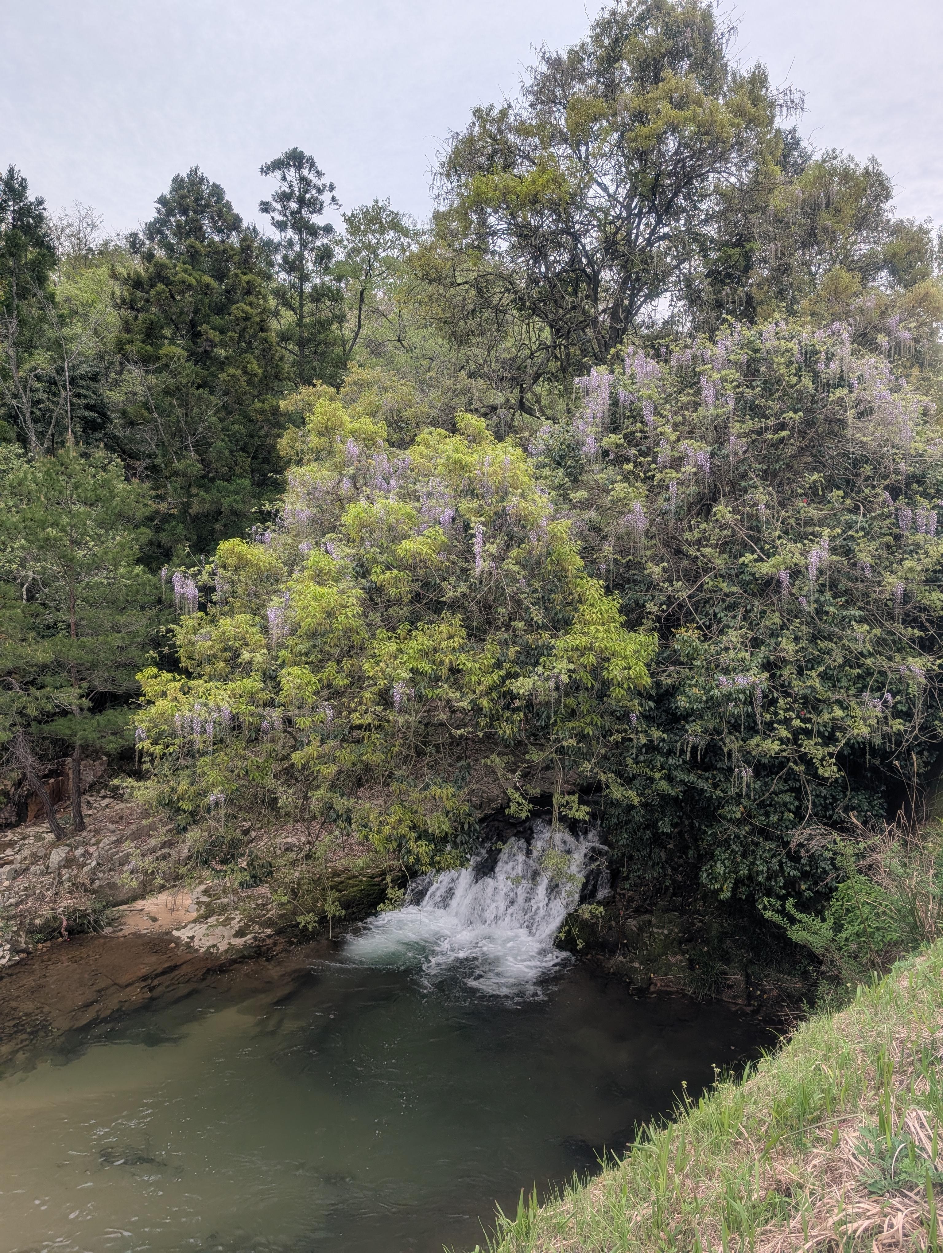 一貫野の藤 2025年4月27日 ht... / RF753さんのモーメント | YAMAP / ヤマップ