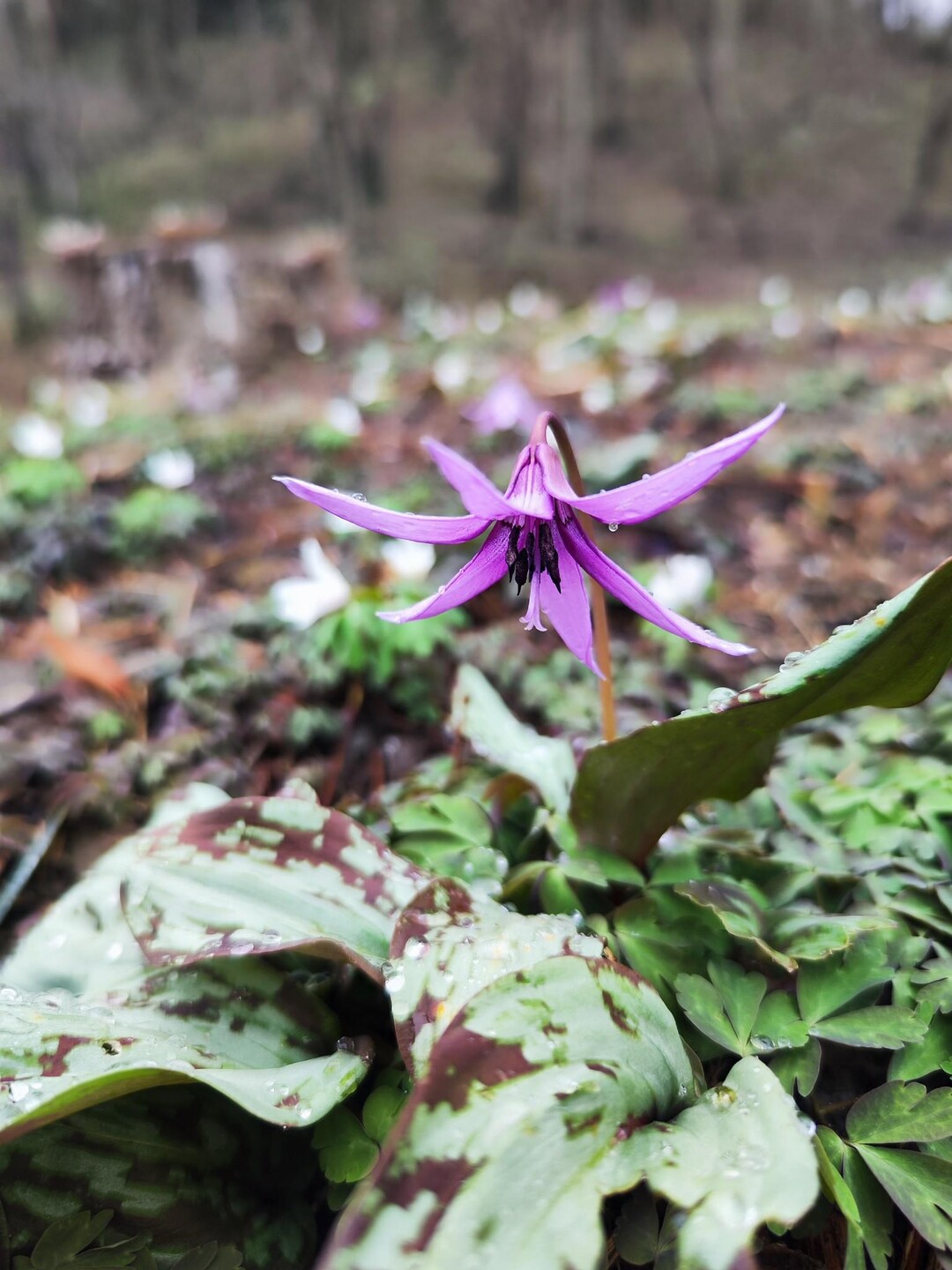 雨の日カタクリ / sarryさんのウォーキングの活動データ | YAMAP / ヤマップ