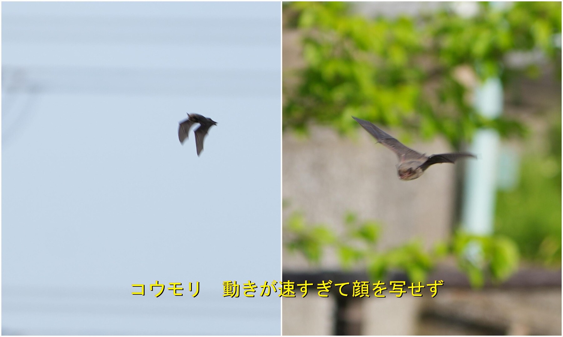 今日の散歩 📷🌺🐦 ①川の上をコウ... / アキチャン1491さんのモーメント | YAMAP / ヤマップ