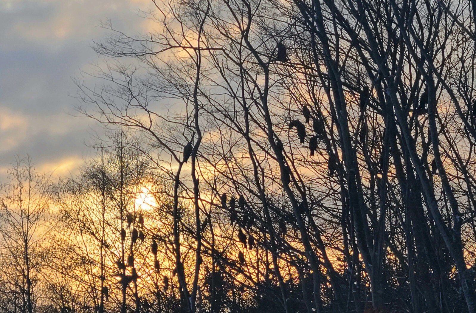 猛禽の森 久々にいい天気なので通勤途中... / Qさんのモーメント | YAMAP / ヤマップ