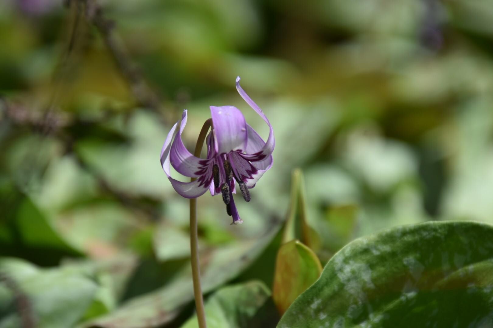 「君の名は。」の聖地と言われる立石公園。... / Y-Yuccaさんのモーメント | YAMAP / ヤマップ
