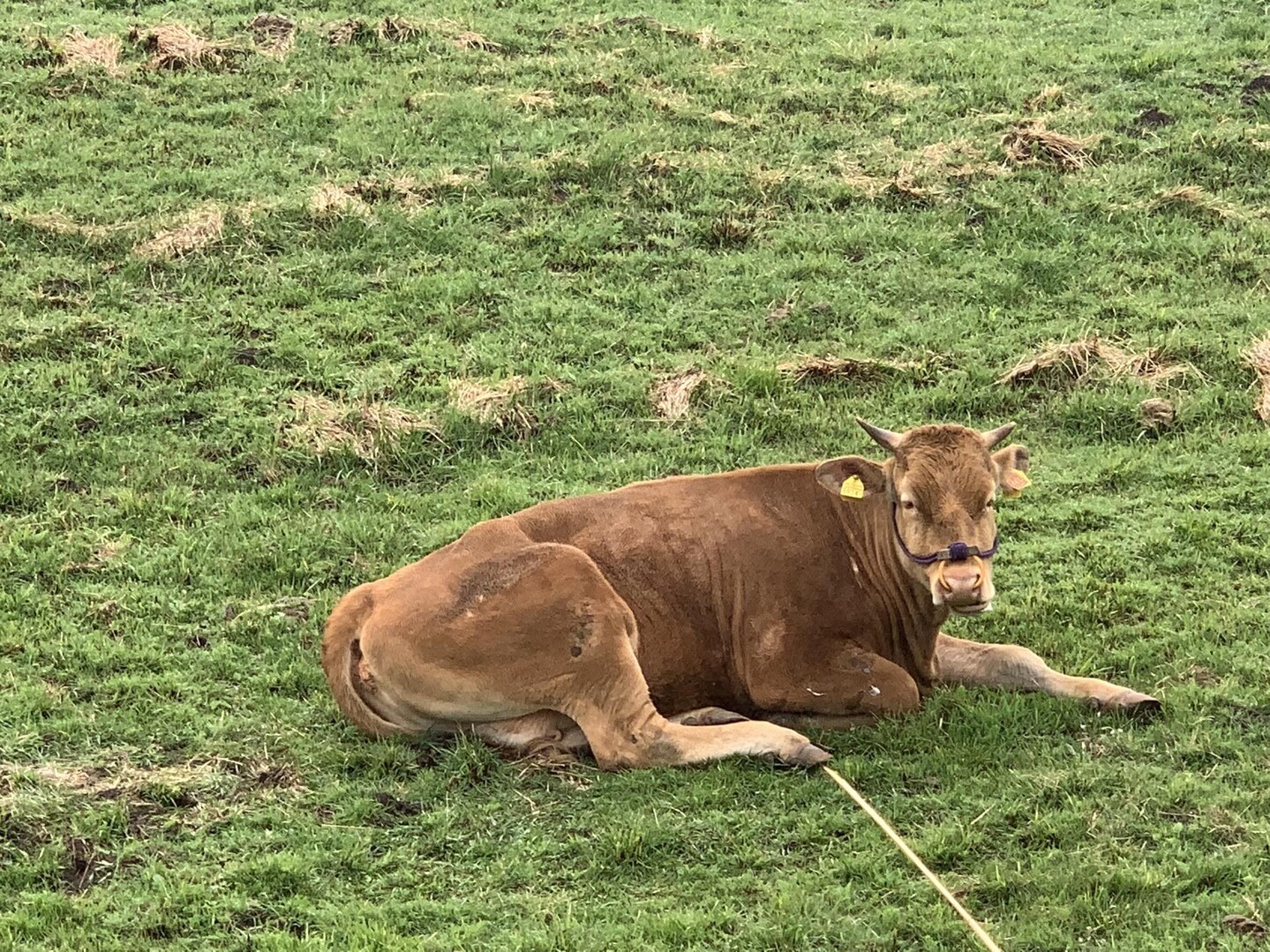 日本百名山28座目＊阿蘇山・高岳〜中岳 / miwaさんの阿蘇山・高岳・根子岳の活動データ | YAMAP / ヤマップ