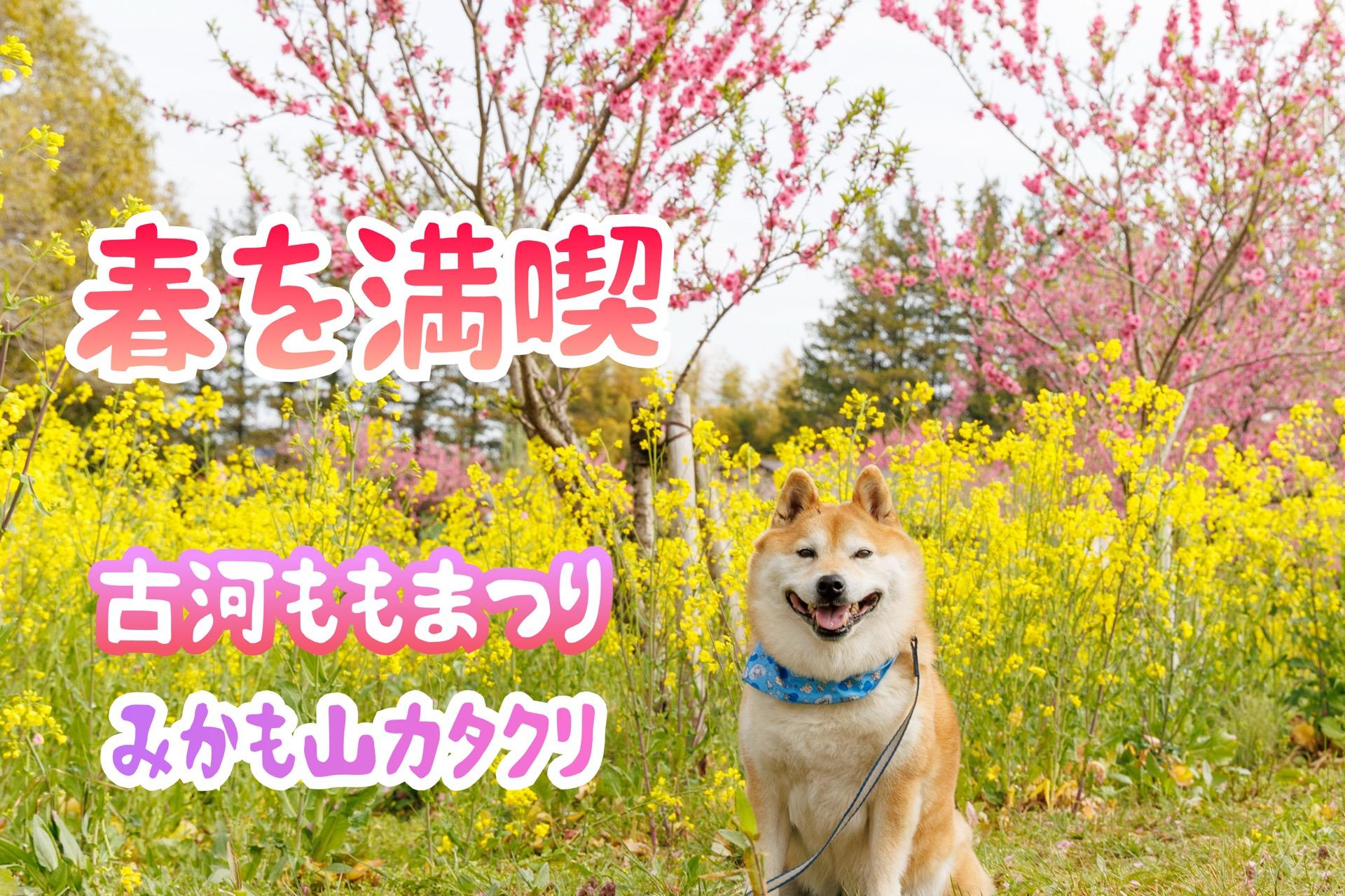 春を満喫🌸桃まつり / Hideyan🐶さんの三毳山の活動データ | YAMAP / ヤマップ