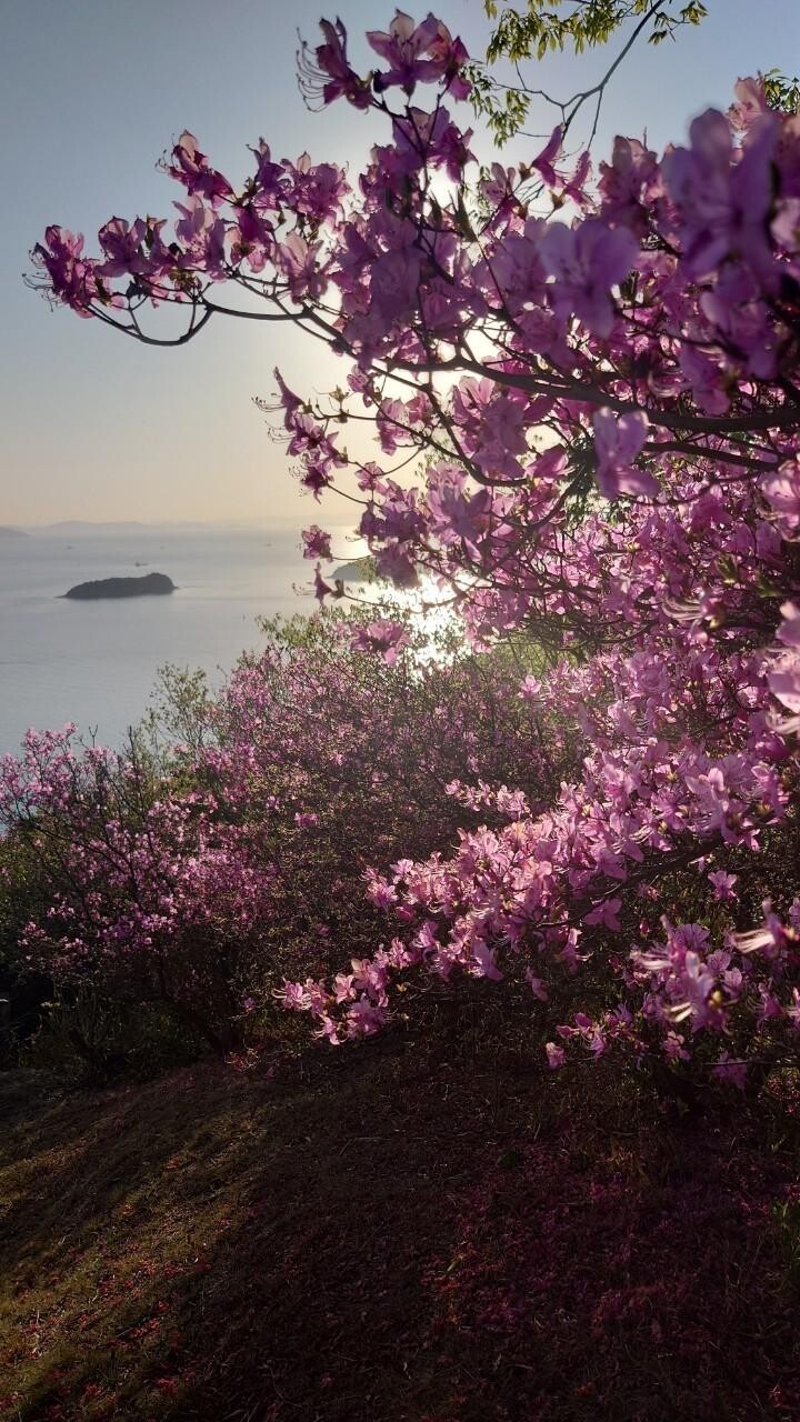 三百山 / やまじーに(yu)さんの倉敷市 水島・児島エリアの活動データ | YAMAP / ヤマップ