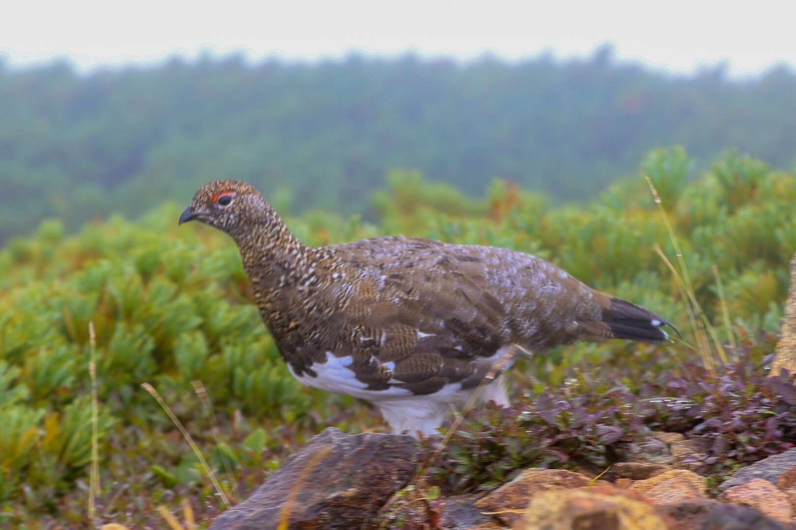 猿倉山荘→大雪渓→白馬山荘→白馬大池→栂池 / Ryosukeさんの白馬岳・小蓮華山の活動日記 | YAMAP / ヤマップ
