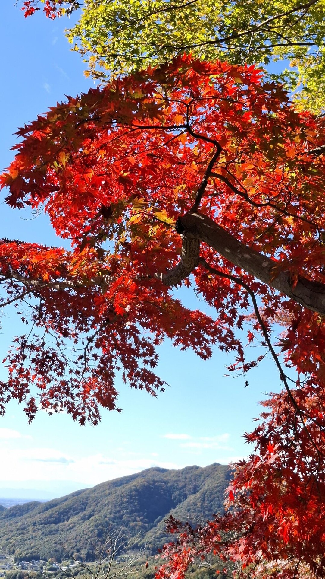 太平山🍁あじさい坂×2 / str_0307さんの太平山・晃石山・唐沢山の活動データ | YAMAP / ヤマップ