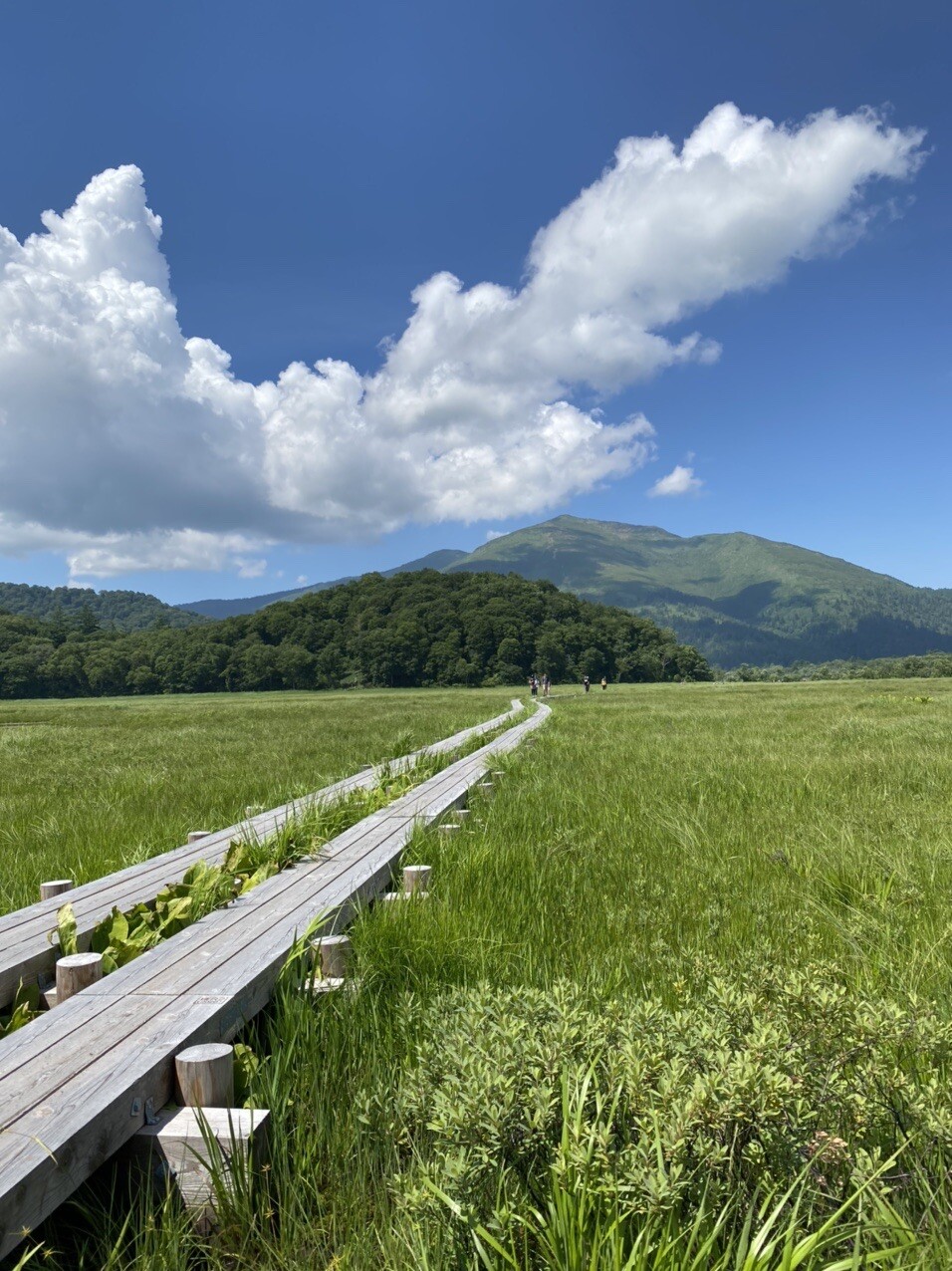 尾瀬・燧ヶ岳 / eriさんの尾瀬・燧ヶ岳の活動データ | YAMAP / ヤマップ