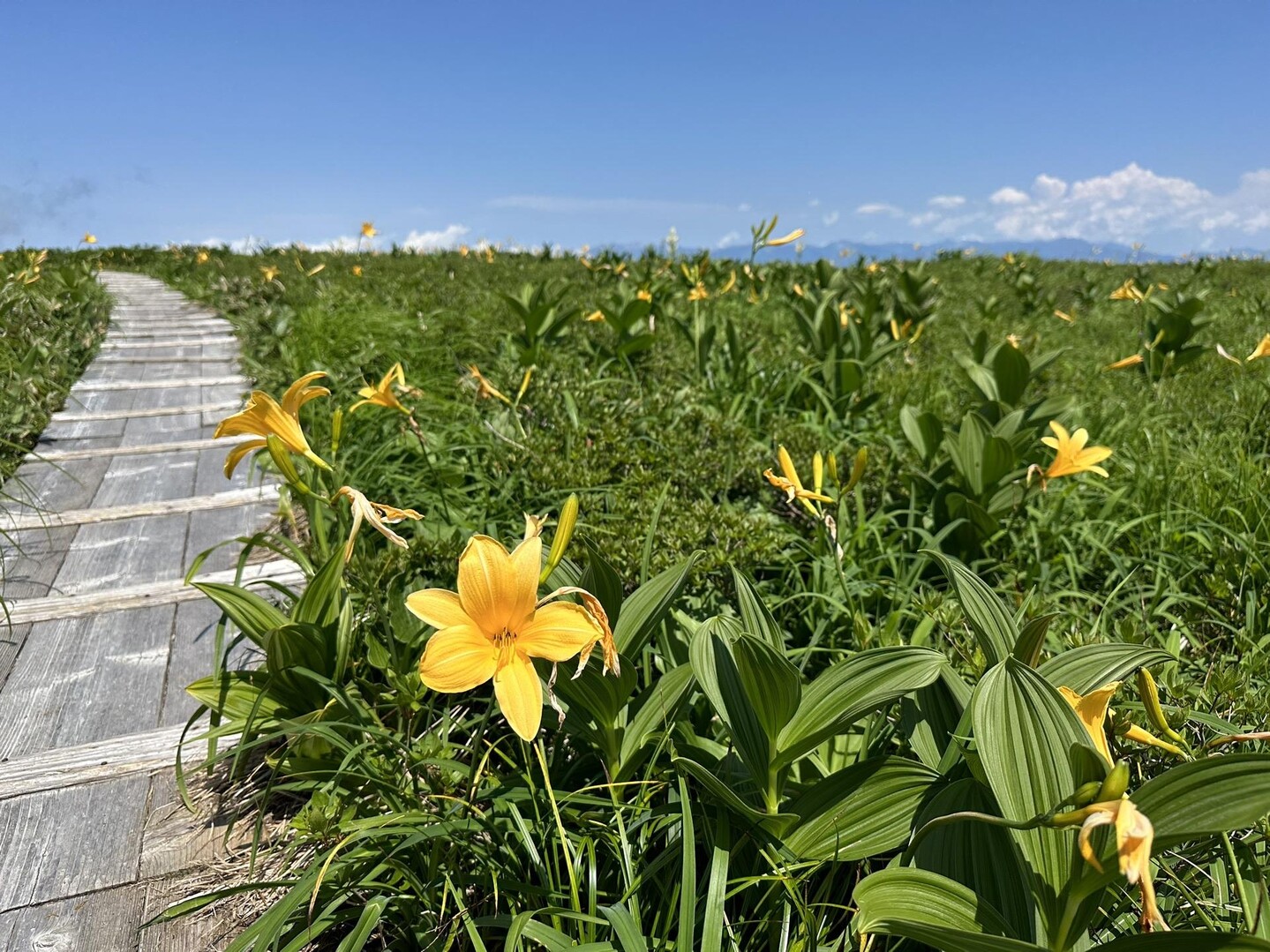 白木峰・小白木峰 / chikaさんの白木峰・小白木峰の活動データ | YAMAP / ヤマップ