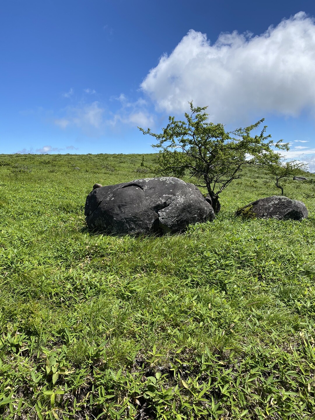 スヌーピー岩(^^) 車山で。 / nononさんのモーメント | YAMAP / ヤマップ