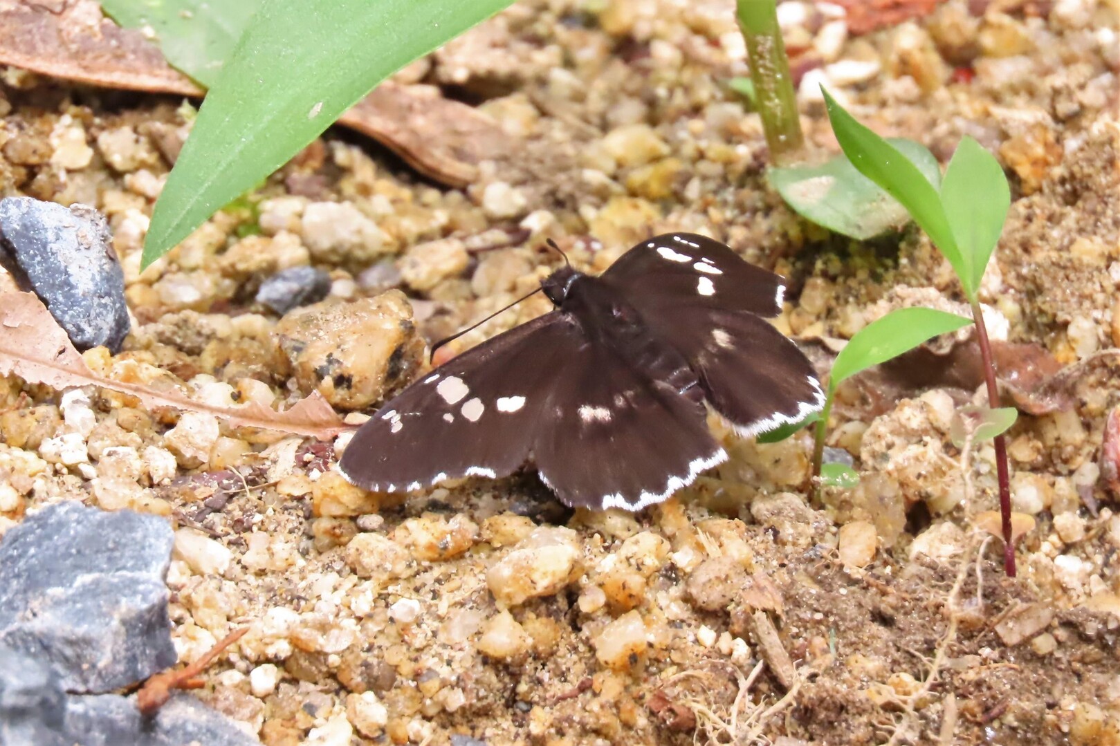 国見山・白旗池 / HIROさんさんの交野山・国見山の活動データ | YAMAP / ヤマップ