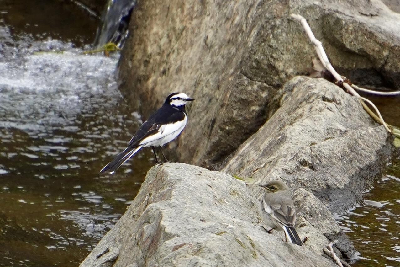 6/6(木)〜8(土) ウオーキング中出... / yosi＆ryoさんのモーメント | YAMAP / ヤマップ