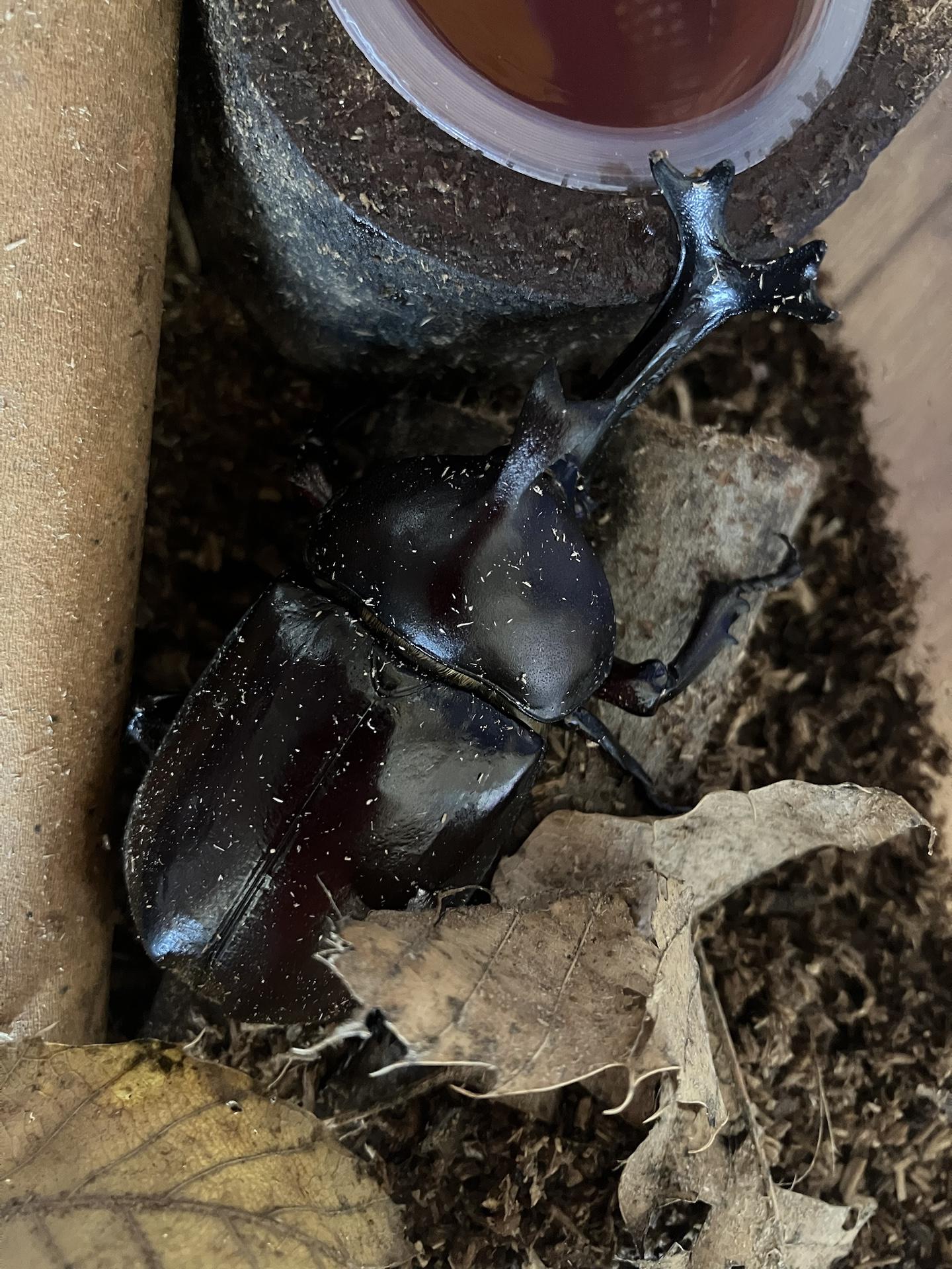 今週は孫(娘の子供)のｶﾌﾞﾄﾑｼのお世... / h.a.s.Uさんのモーメント | YAMAP / ヤマップ