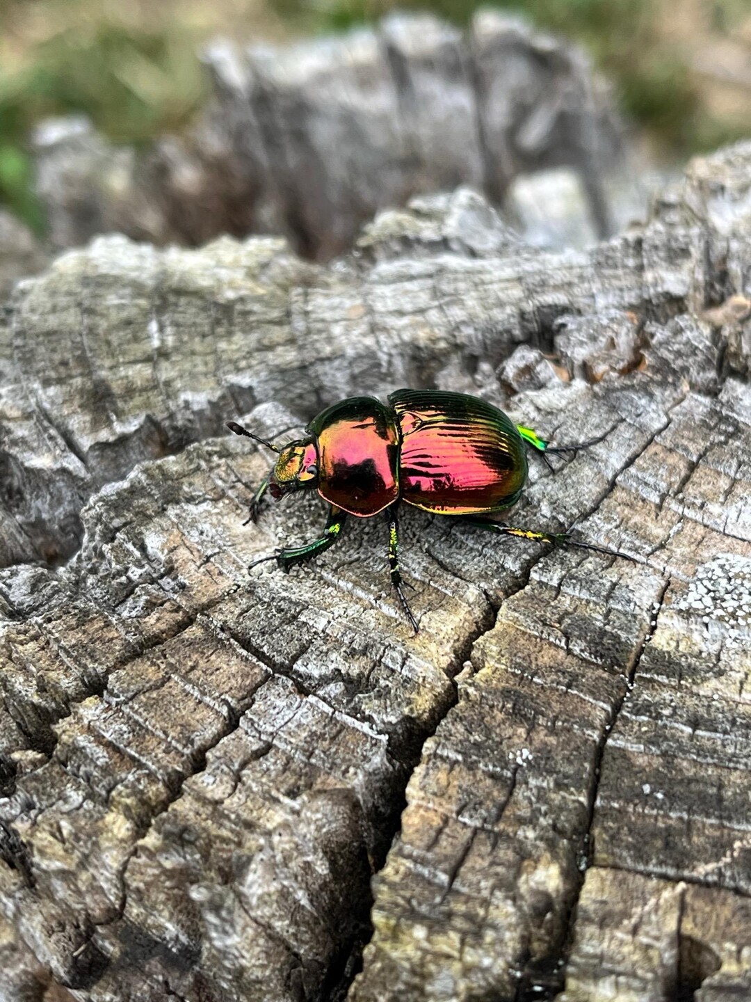 雨山山 / katsuさんの本宮山・大日山・風頭山の活動データ | YAMAP / ヤマップ