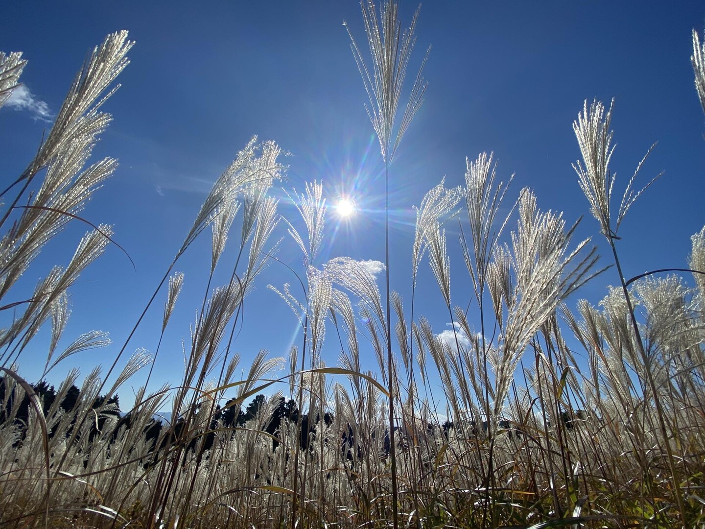 岩湧山🌾YAMAP始めてみます / erinさんの岩湧山・一徳防山・三石山の活動データ | YAMAP / ヤマップ