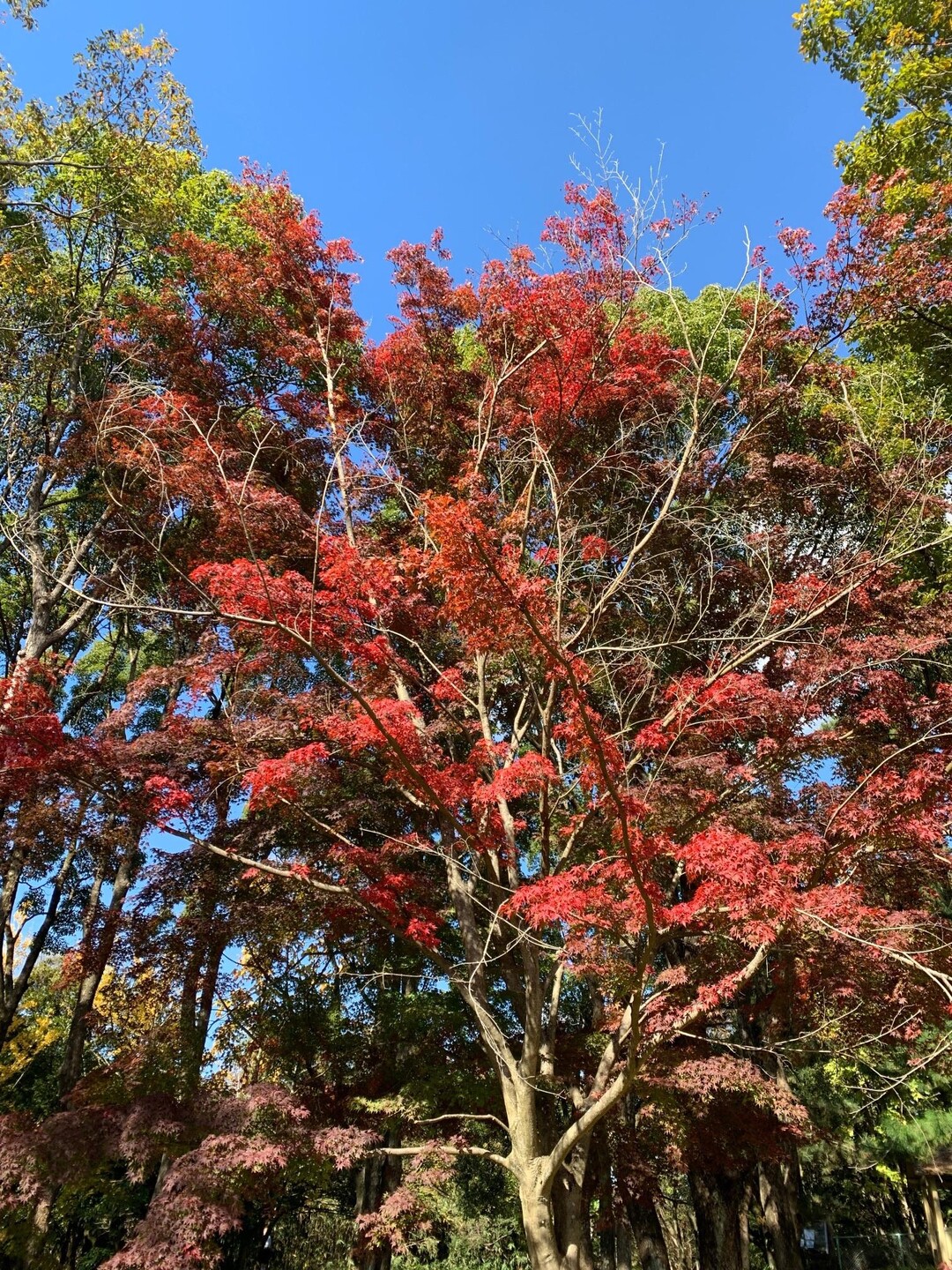 生駒山 うろうろ / iwanemanさんの生駒山・神津嶽・大原山の活動データ | YAMAP / ヤマップ