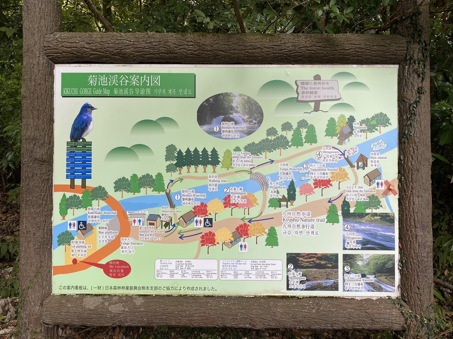 菊池渓谷 / ミヤさんのモーメント | YAMAP / ヤマップ