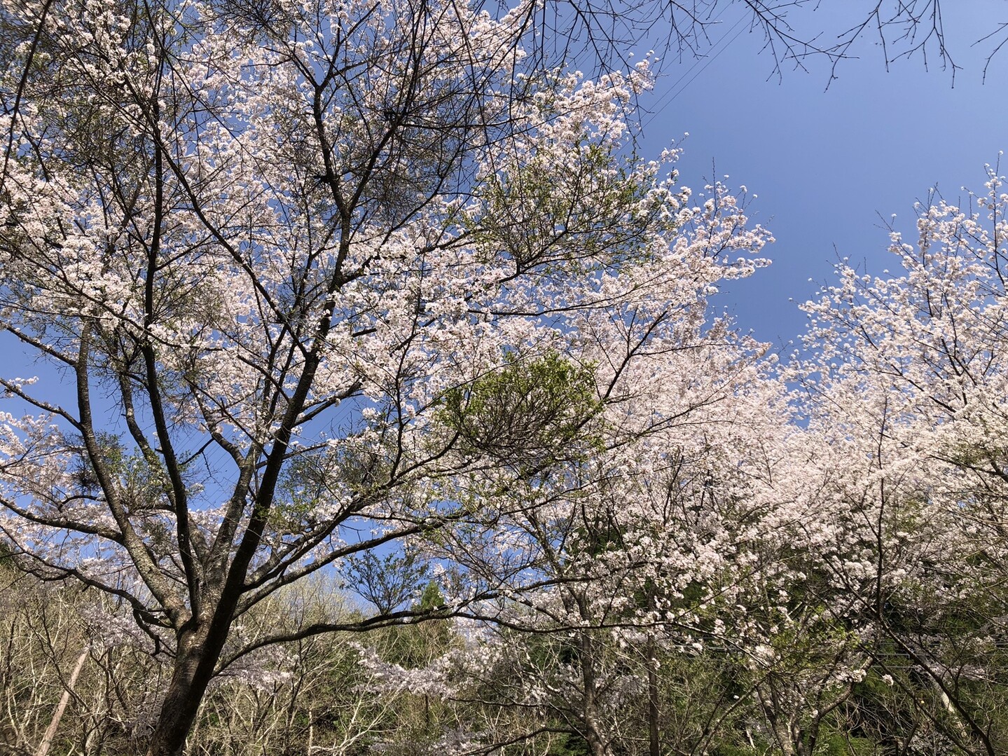 今日の桜巡りはツーリング🏍を兼ねて童子... / Rさんのモーメント | YAMAP / ヤマップ