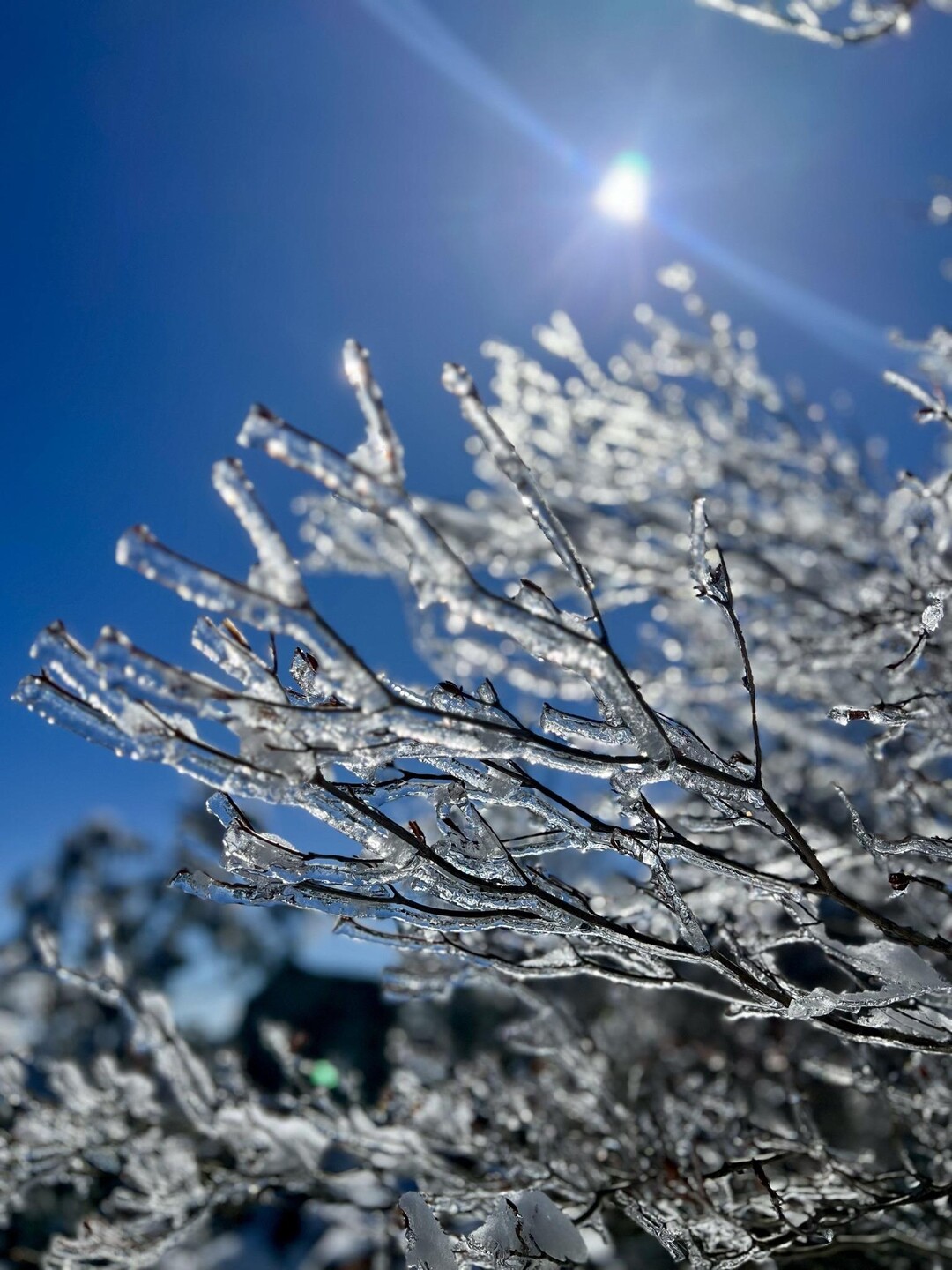 3月の両神山 霧氷と青天 / mitsさんの両神山・諏訪山・二子山の活動データ | YAMAP / ヤマップ