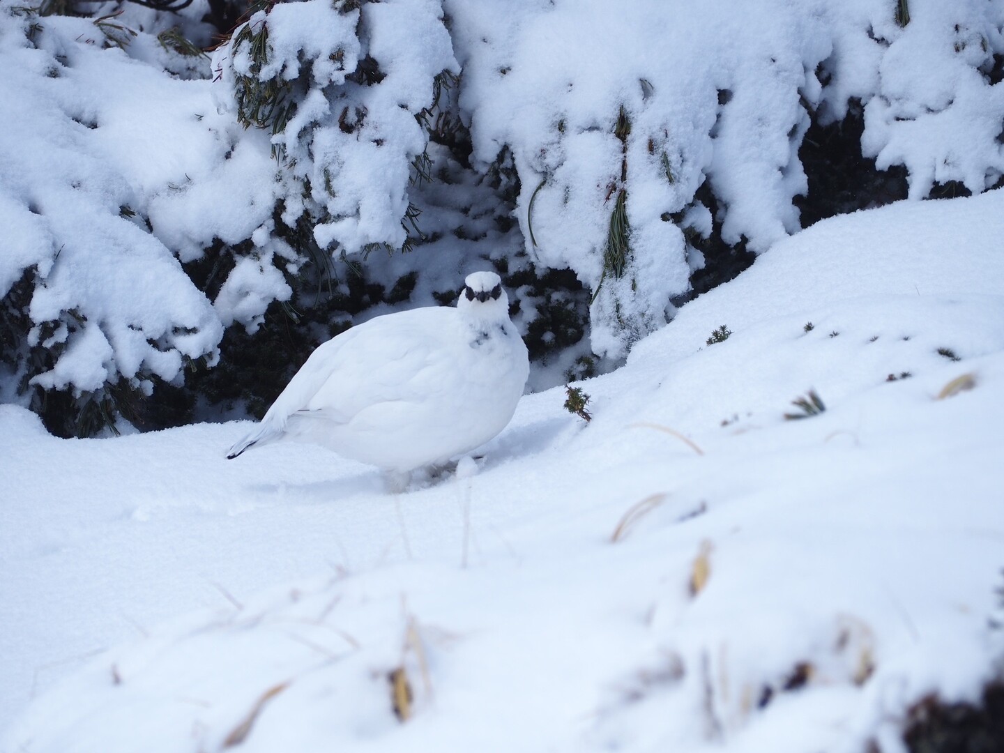 真っ白な雷鳥！ 初めて見たけどモッフモフ... / NON-BELLさんのモーメント | YAMAP / ヤマップ